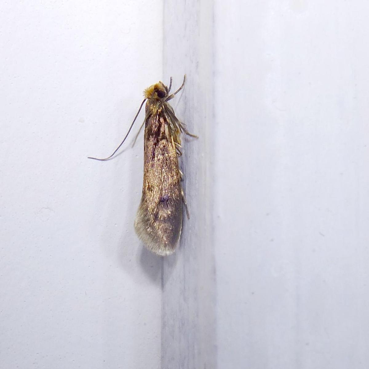 Vaatekoi: tunnistus ja torjunta | Kotona