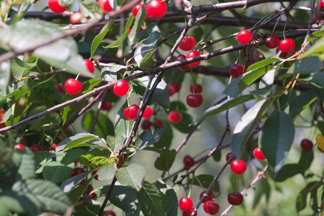 Kirsikkapuu – tutustu lajikkeisiin | Viherpiha