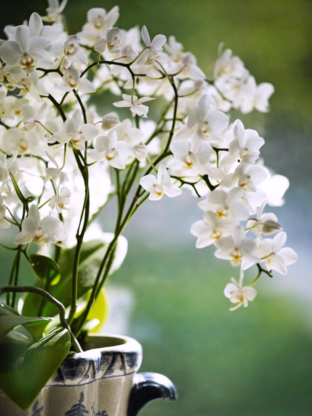 Orkidea: hoito, kasvatus ja erilaiset lajit | Meillä kotona