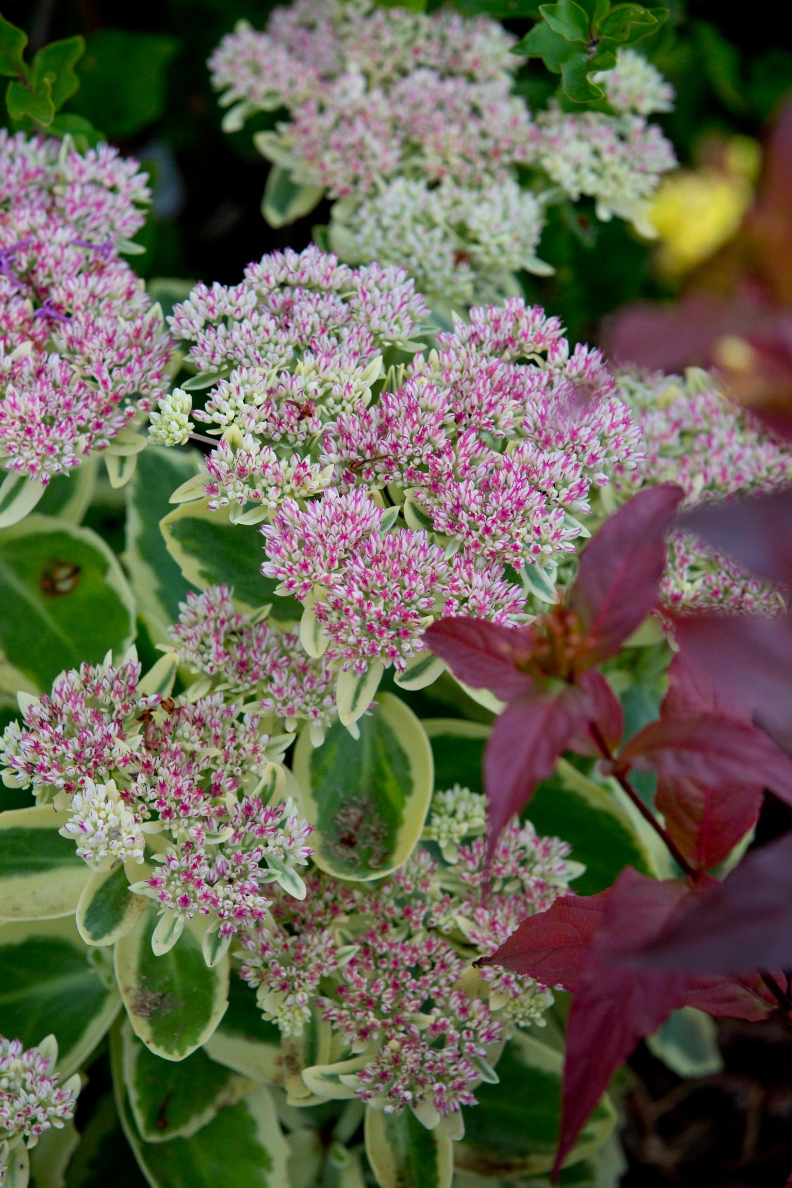 Helyn syyspuutarha on yhtä värien juhlaa | Viherpiha