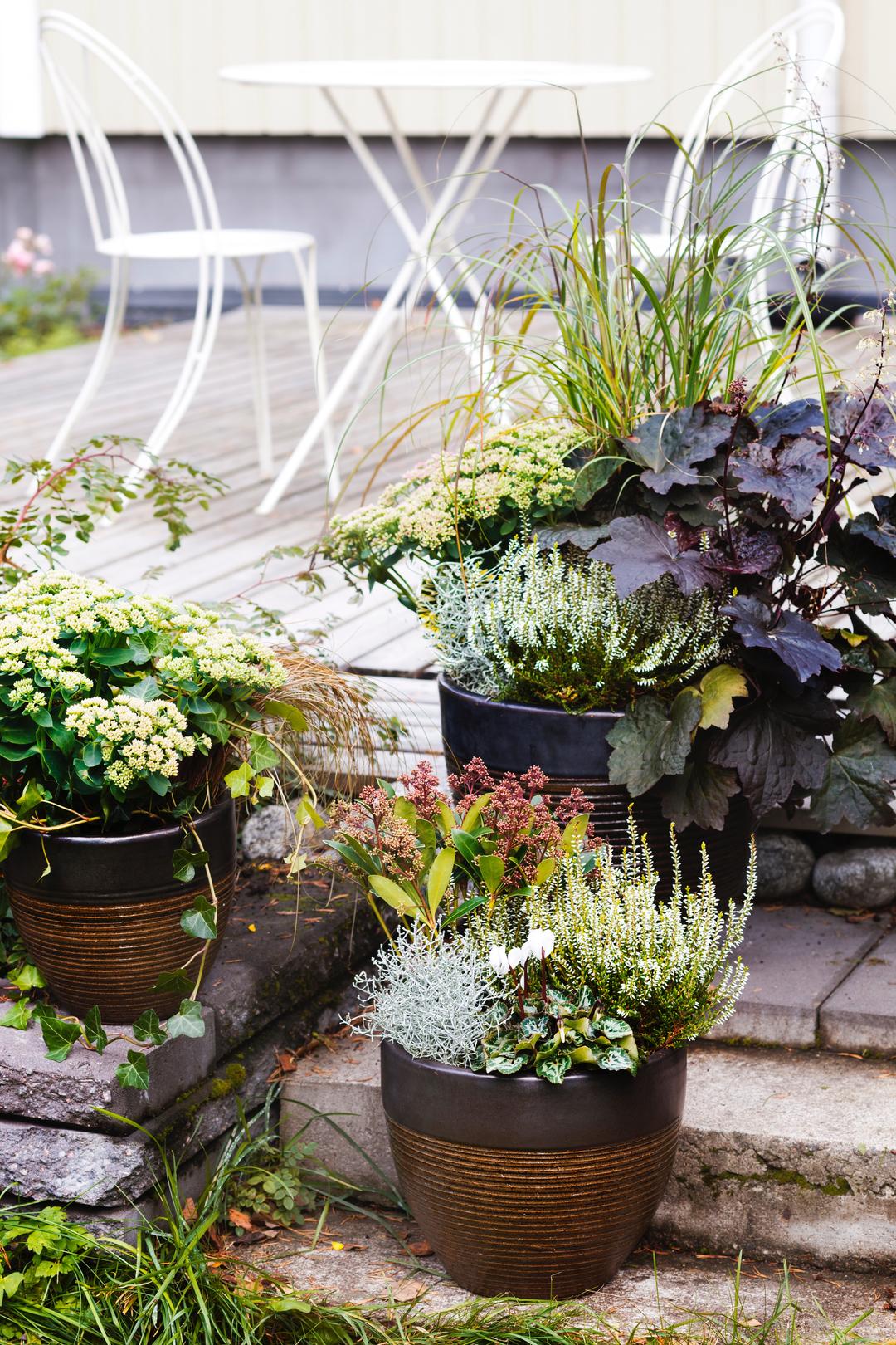 Kanerva hurmaa syksyisissä istutuksissa – 12 ideaa | Meillä kotona