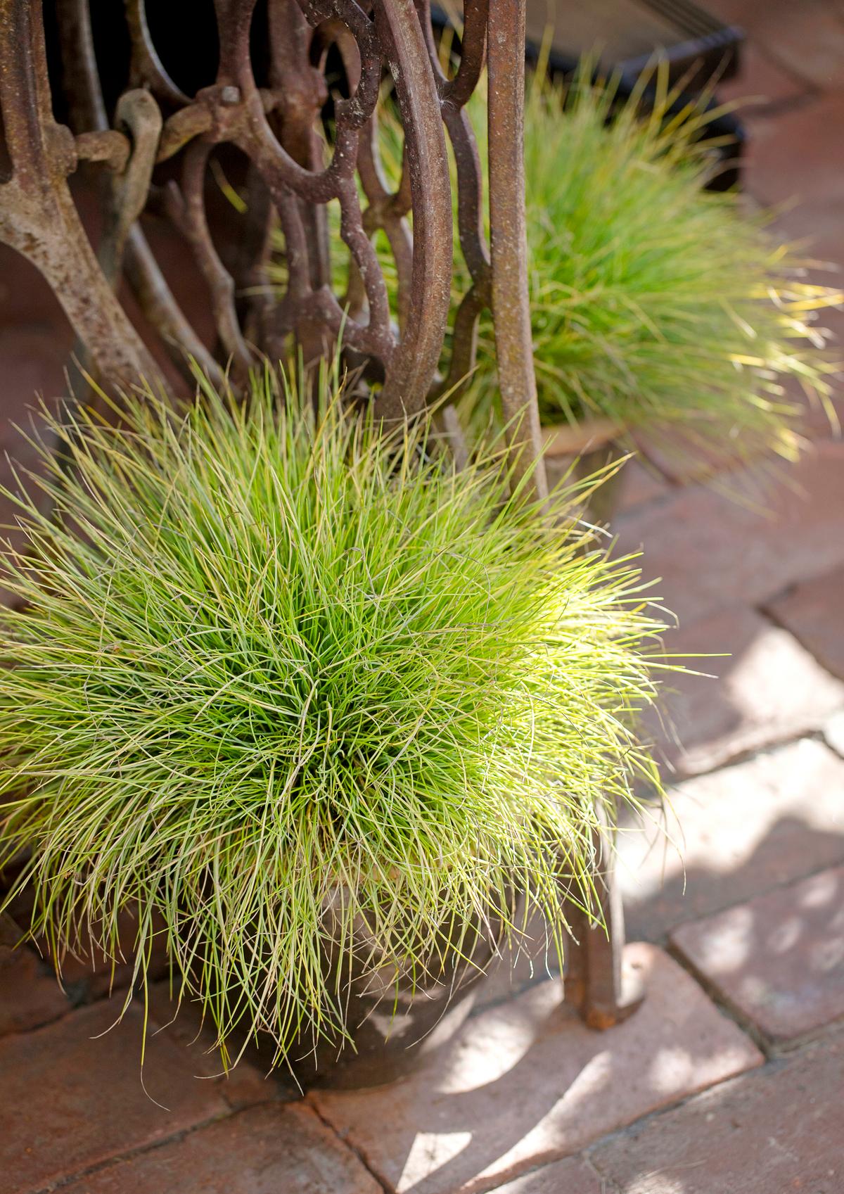 Koristeapila, kultalakka ja heinät hurmaavat ruukussa | Kotona