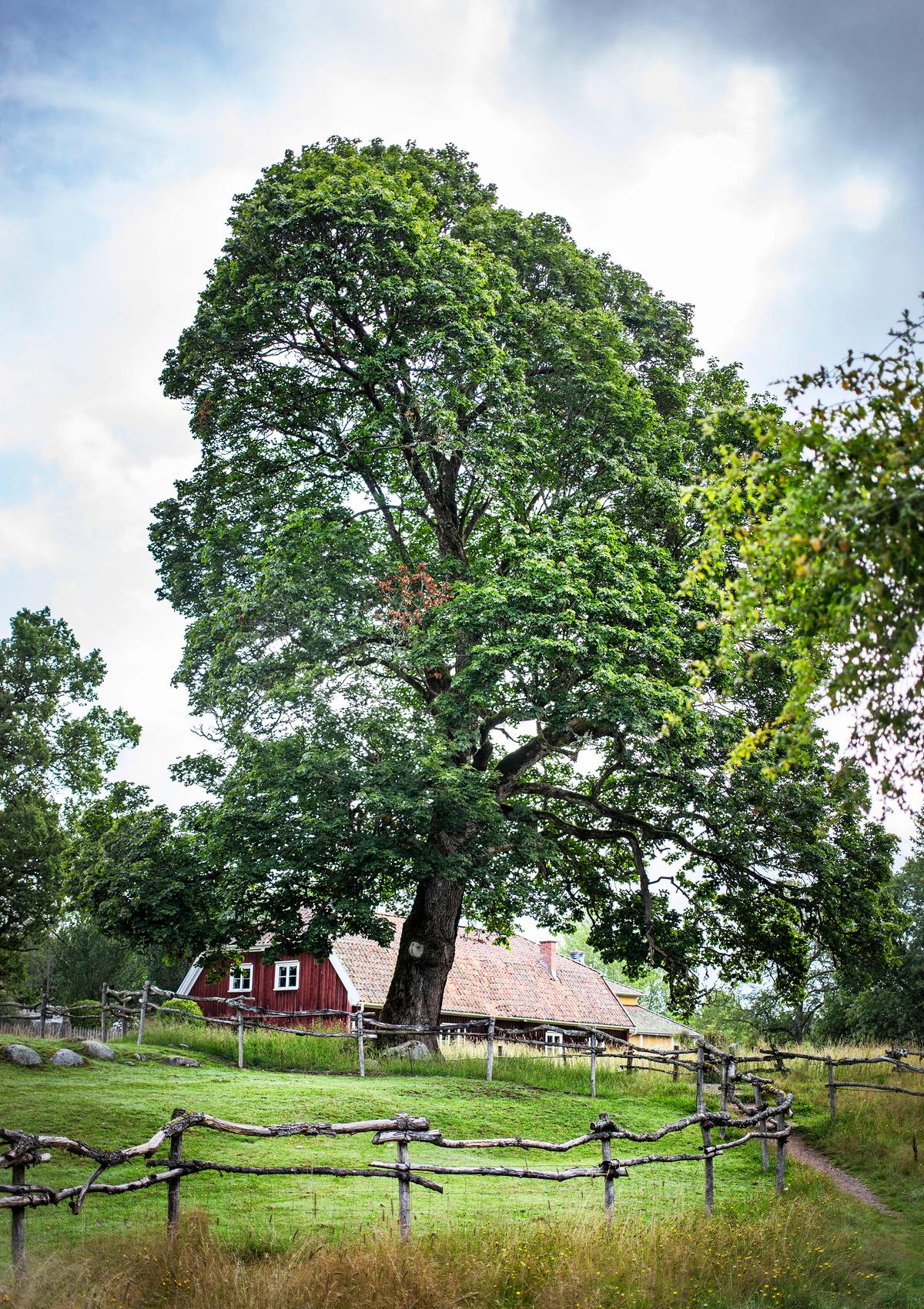 Tammi: puun kasvatus onnistuu näin | Viherpiha