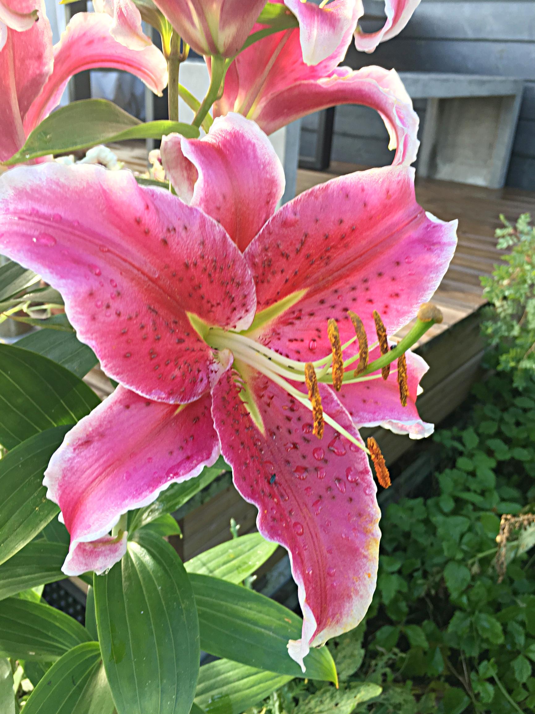 Lilja: parhaat vinkit liljojen kasvatukseen ja hoitoon | Viherpiha