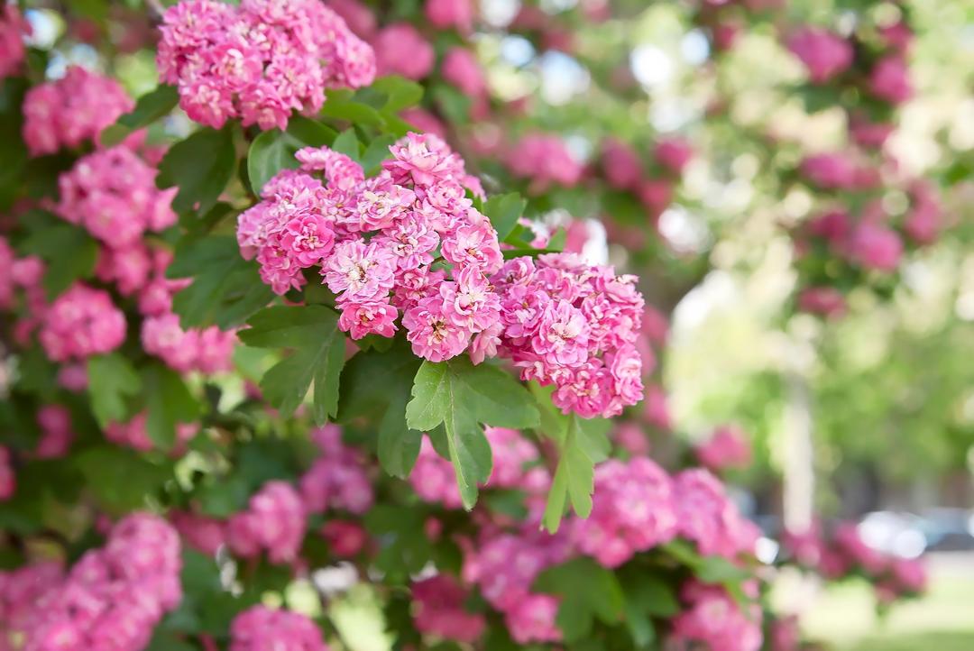 Kukkivat puut – 9 kauneinta vaihtoehtoa | Viherpiha