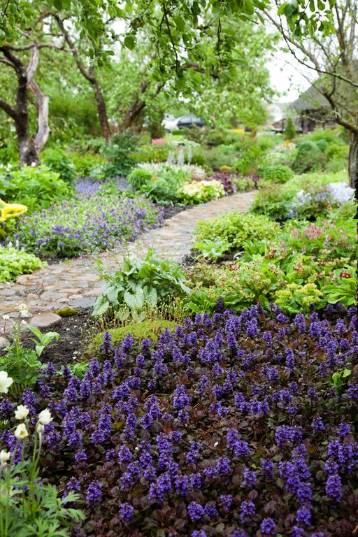 Tuivio: kasvatus, hoito ja istutusideat | Meillä kotona