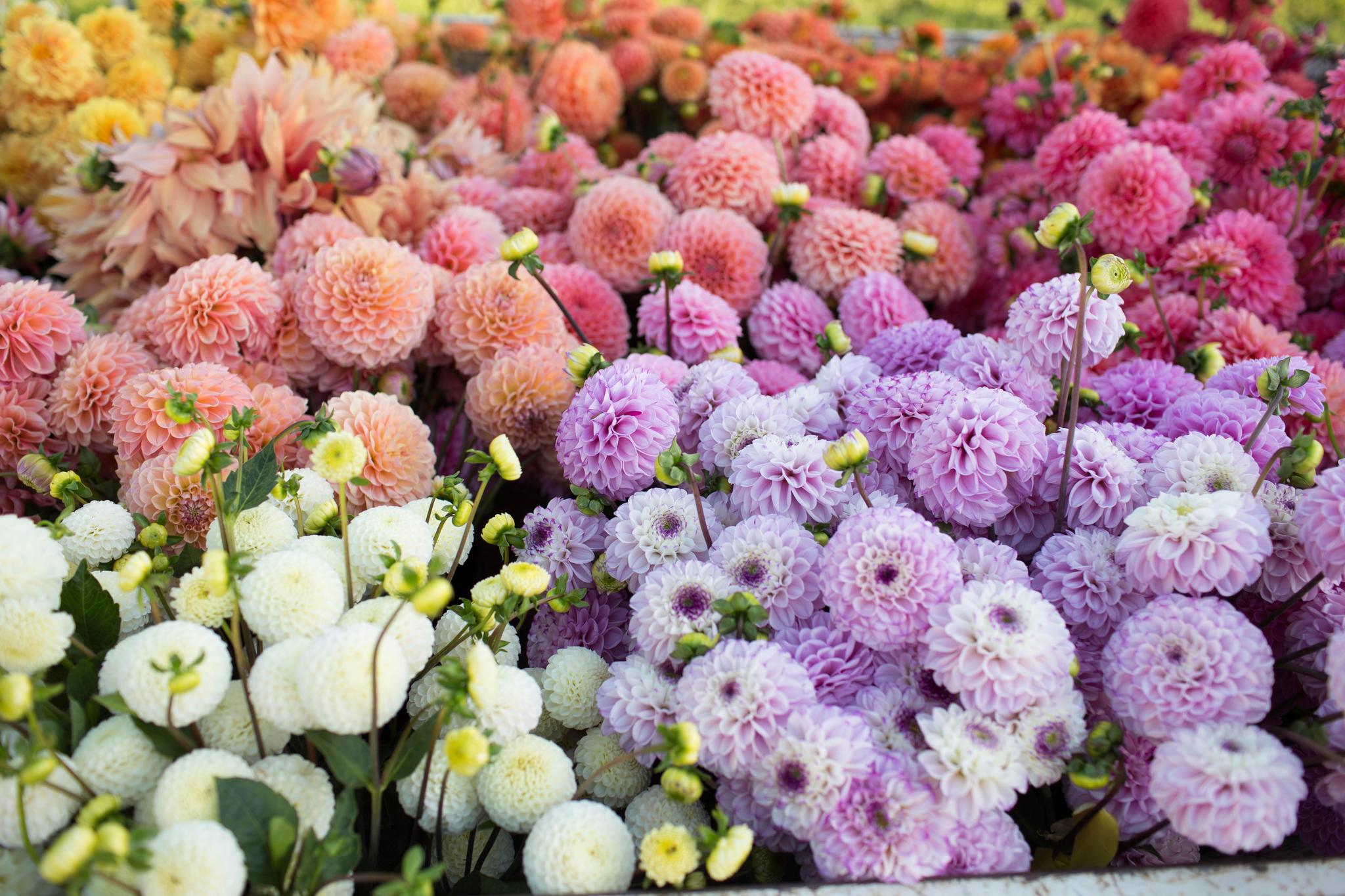 Floret Flower Farm: Erin Benzakeinin tarina | Viherpiha