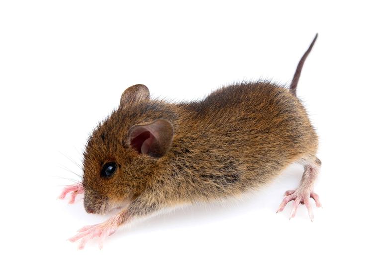 Hiirien karkotus – lue vinkit! | Meidän Mökki