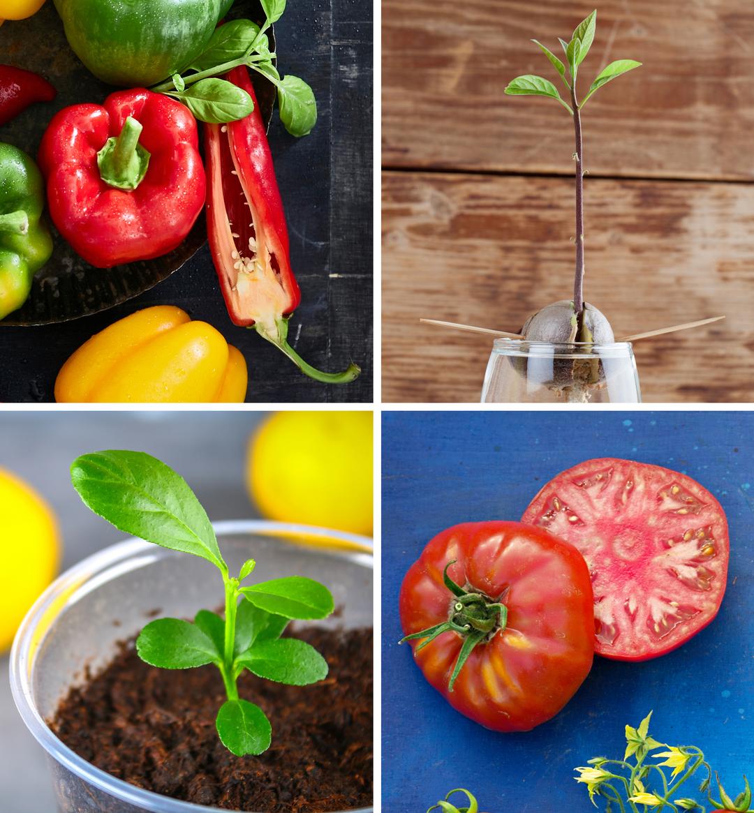 Kasveja hevi-osastolta – älä levitä tauteja | Meillä kotona