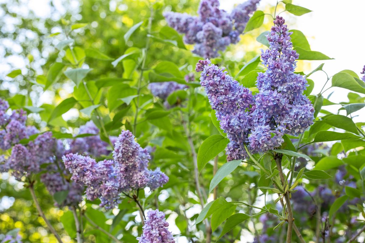 Syreenin siirto – näin siirrät syreenipensaan | Viherpiha