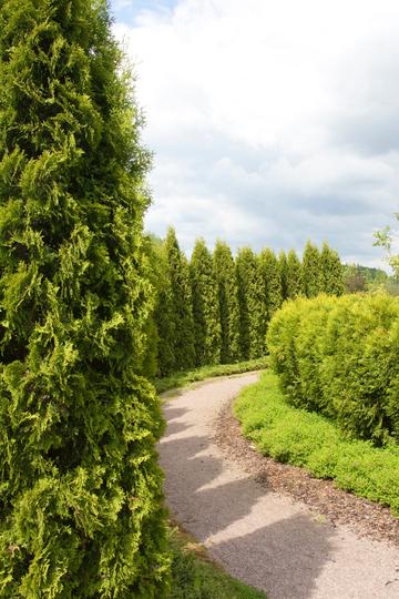 Tuija ruukussa: ohjeet istutukseen, kasvatukseen ja hoitoon | Meillä kotona