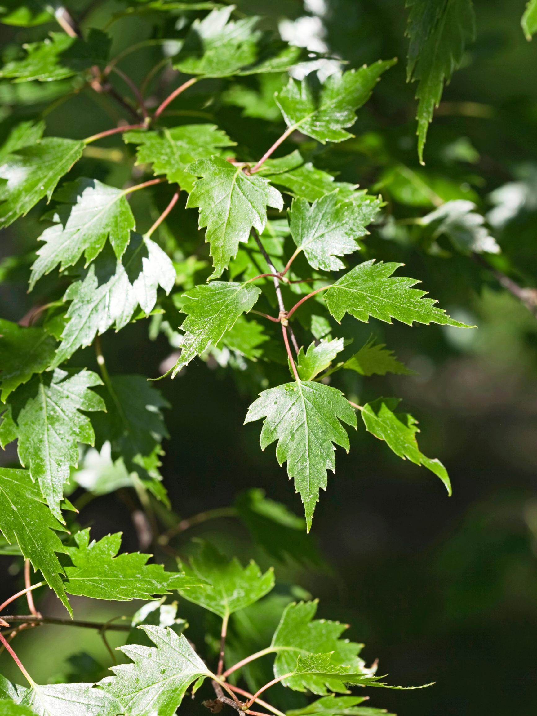Kuivan paikan puut ja pensaat | Viherpiha