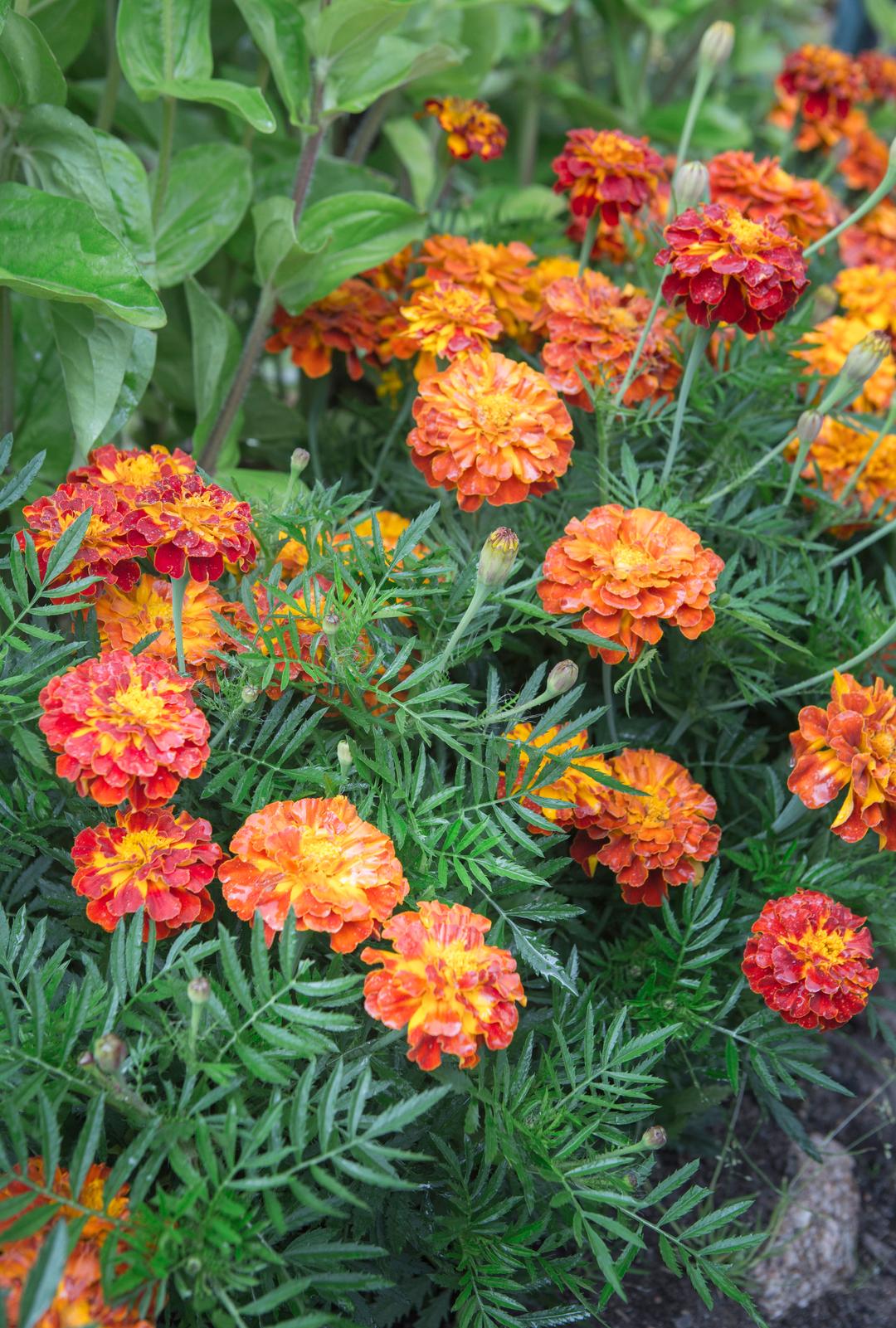 Arjan viljelypalsta on luovuuden tulos | Viherpiha