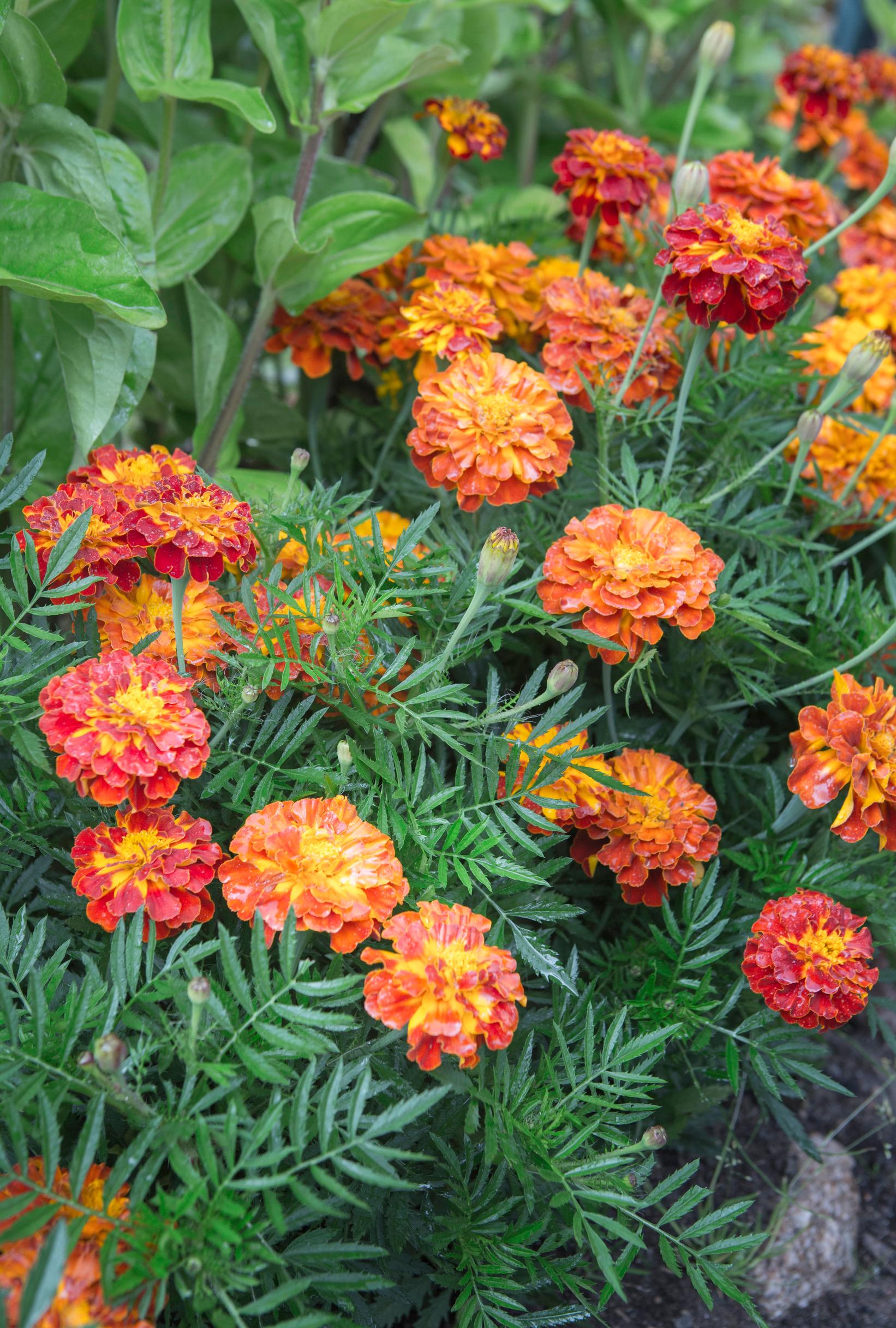 Arjan viljelypalsta on luovuuden tulos | Viherpiha