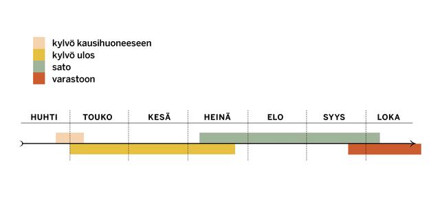 Nauris – kylvö, kasvatus ja parhaat reseptit | Viherpiha