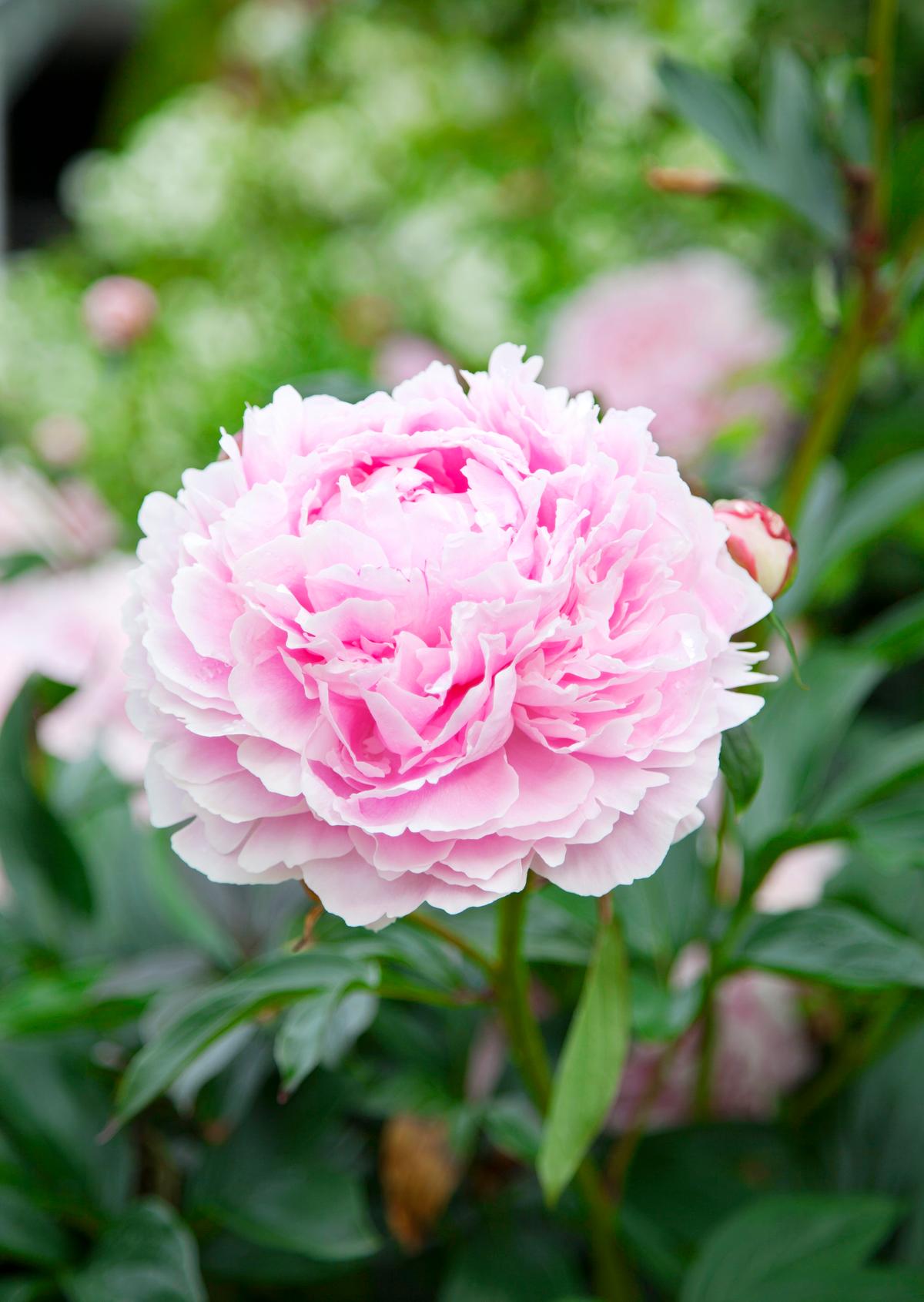 Pioni: kasvatus, hoito ja lannoitus – katso ohjeet | Viherpiha