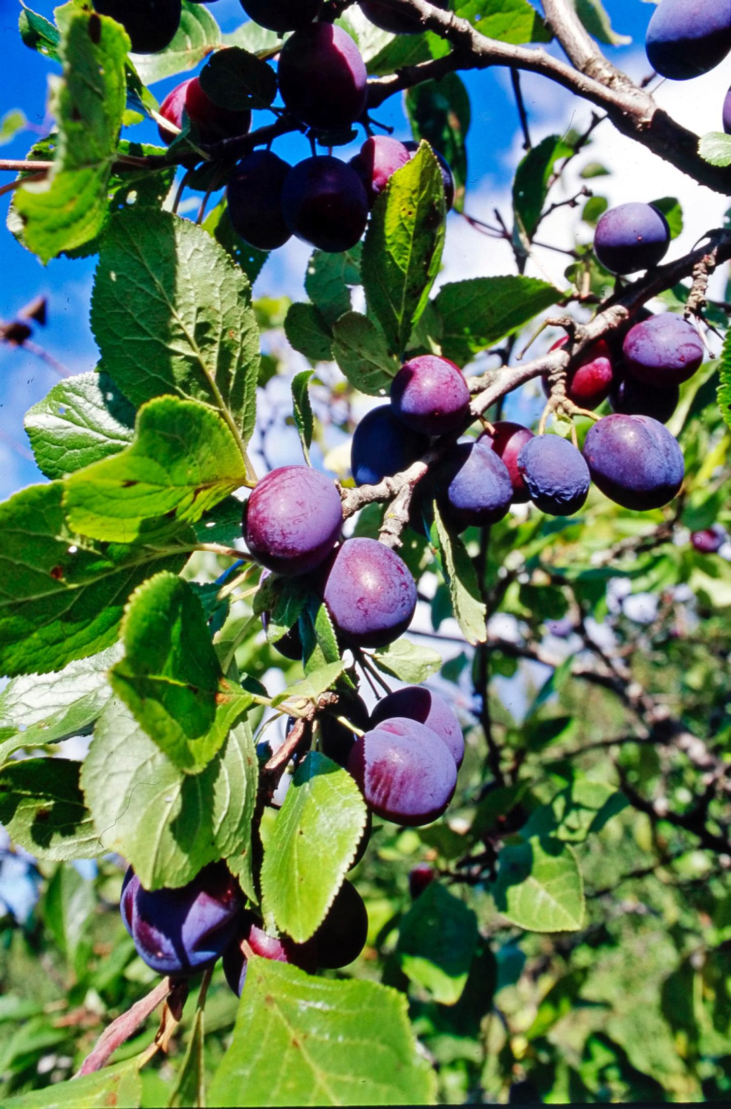 Luumupuun leikkaus | Meillä kotona