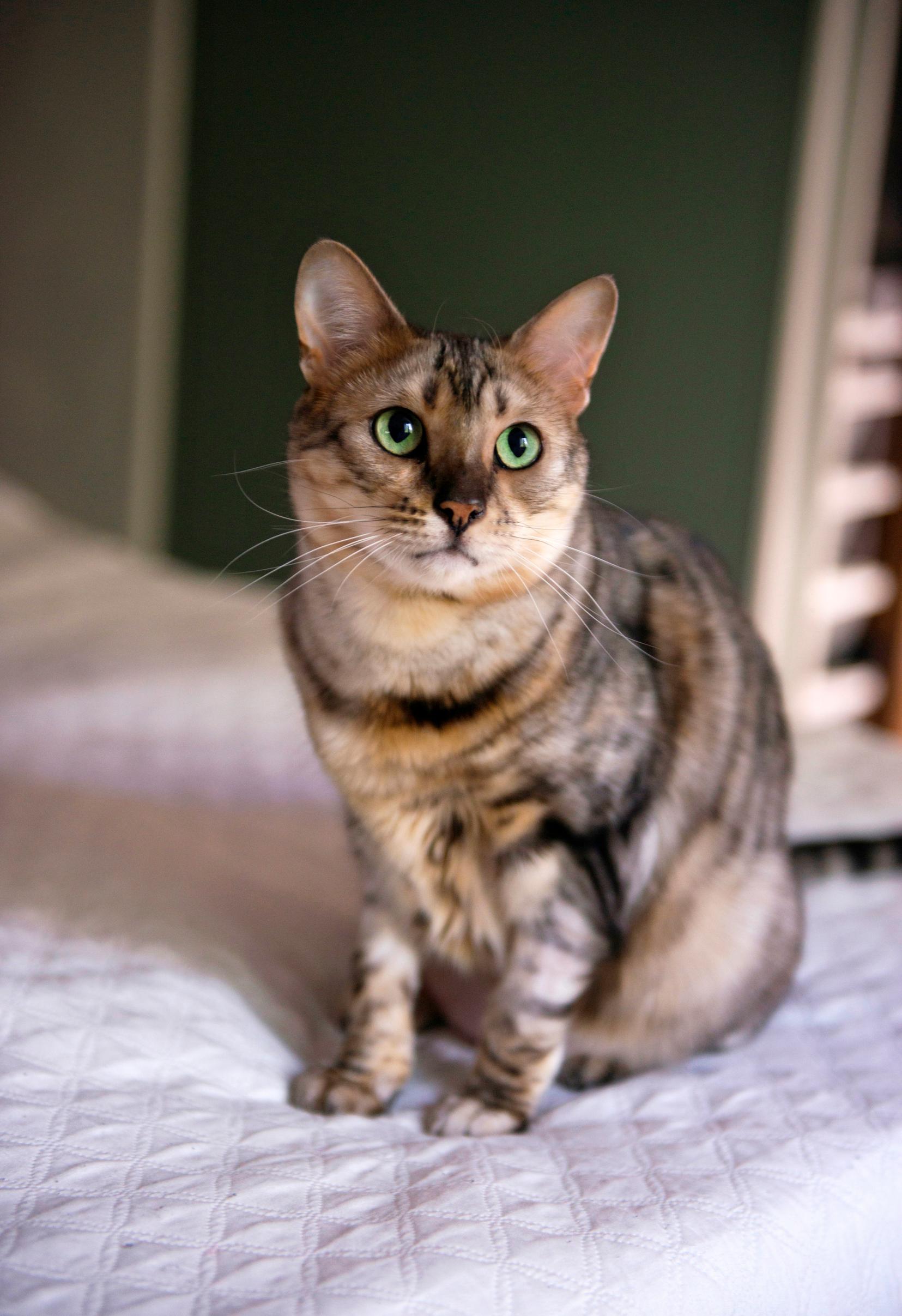 Lapsiperhe remontoi mummolasta kodin | Kotivinkki