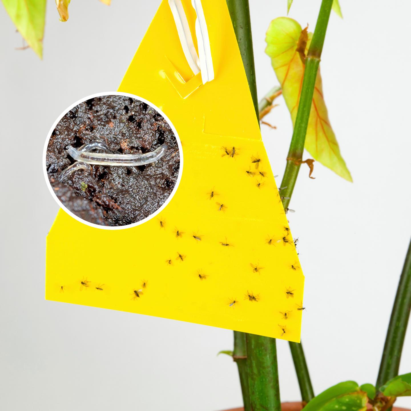 Harsosääski – näin sujuu torjunta | Meillä kotona