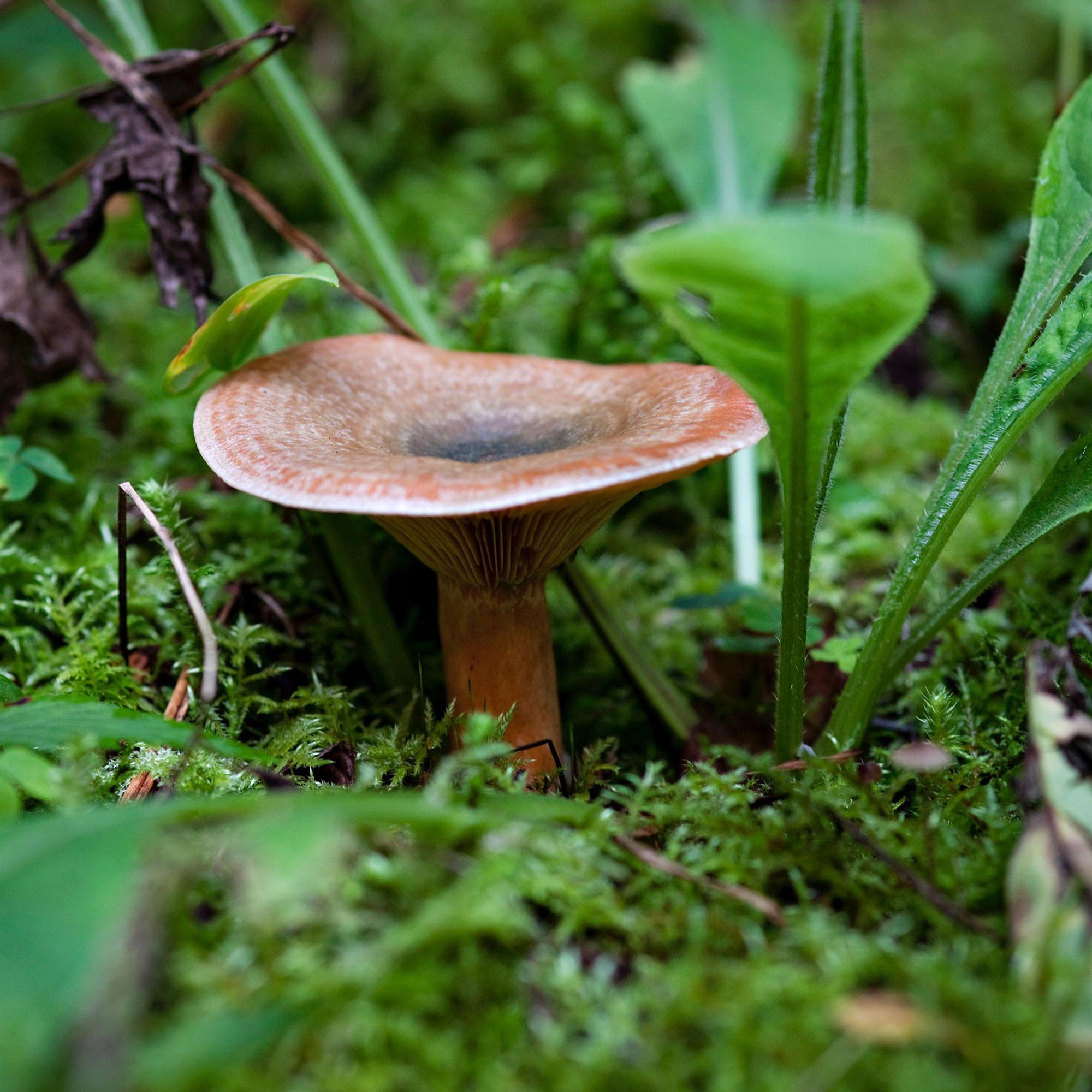 Pieni sieniopas: tunnista nämä herkulliset ruokasienet | Kotona