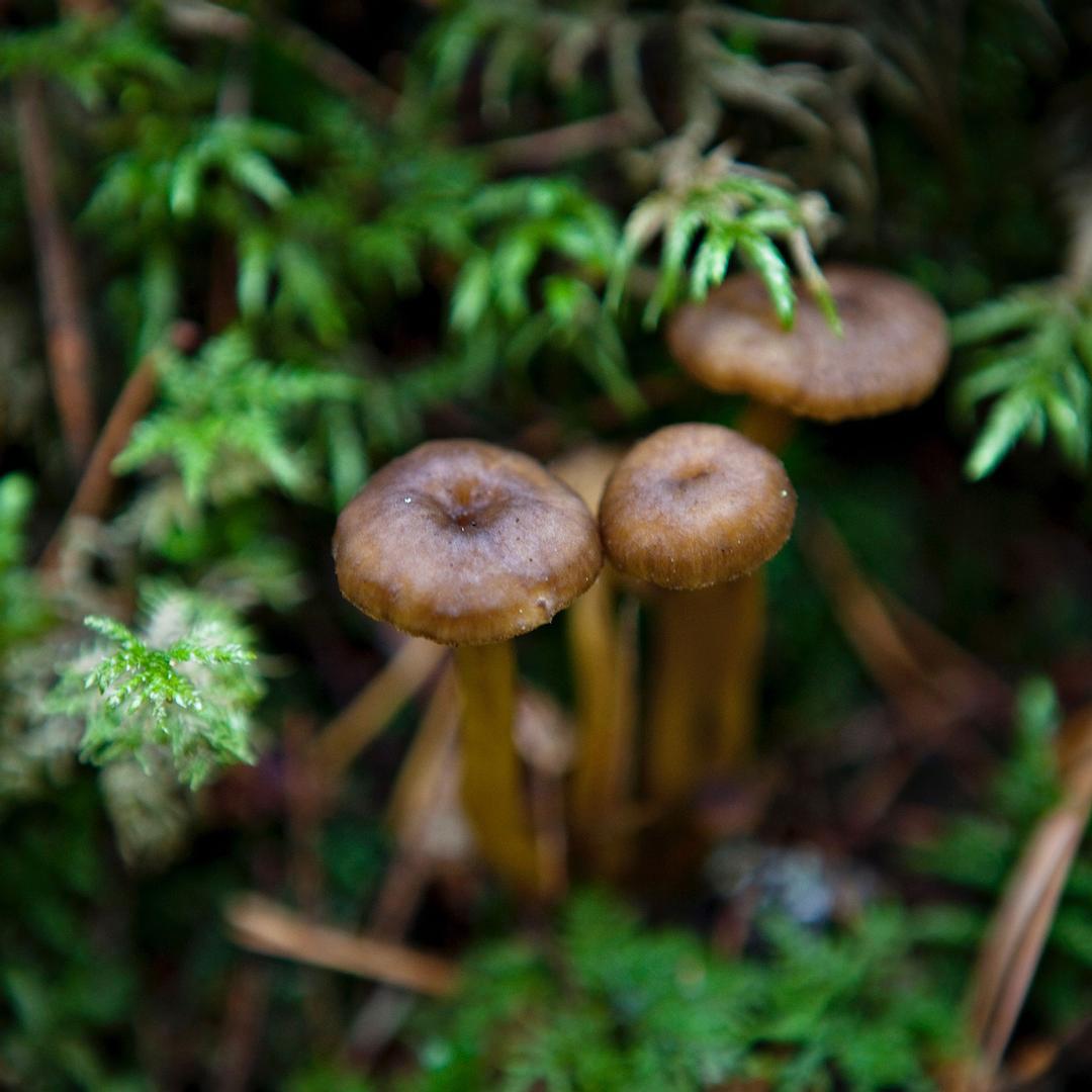 Pieni sieniopas: tunnista nämä herkulliset ruokasienet | Kotona