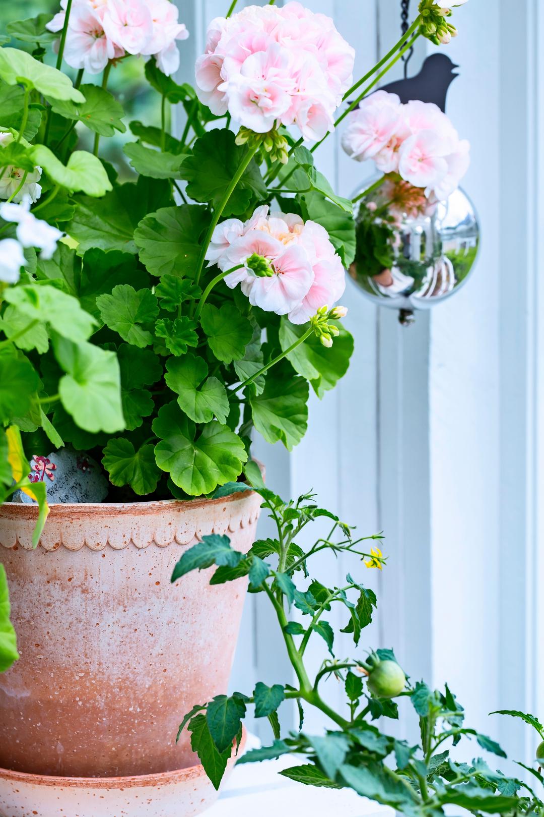 Pelargonin hoito ja lisäys pistokkaasta | Viherpiha