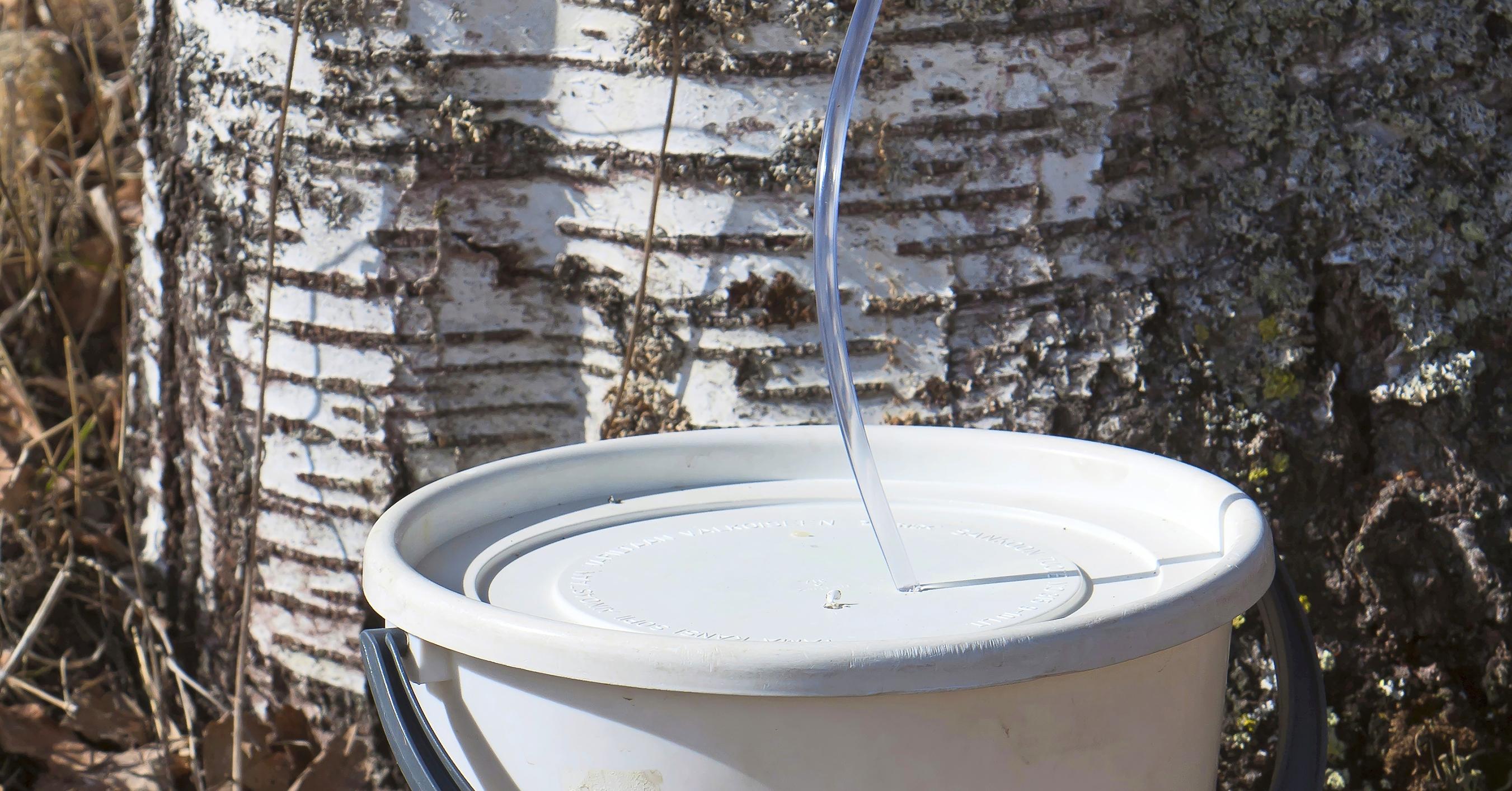 Koivun mahla – näin onnistut keräämisessä | Meillä kotona