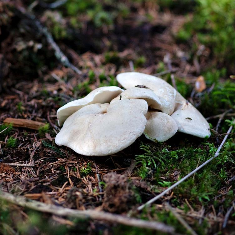 Pieni sieniopas: tunnista nämä herkulliset ruokasienet | Kotona
