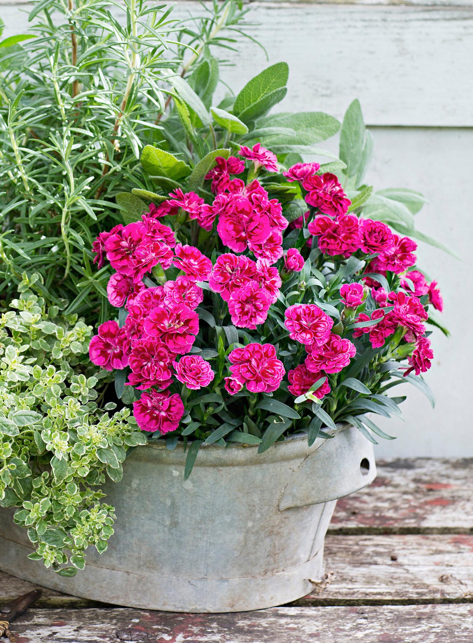 Neilikka – tutustu lajeihin ja löydä omat suosikkisi | Meillä kotona