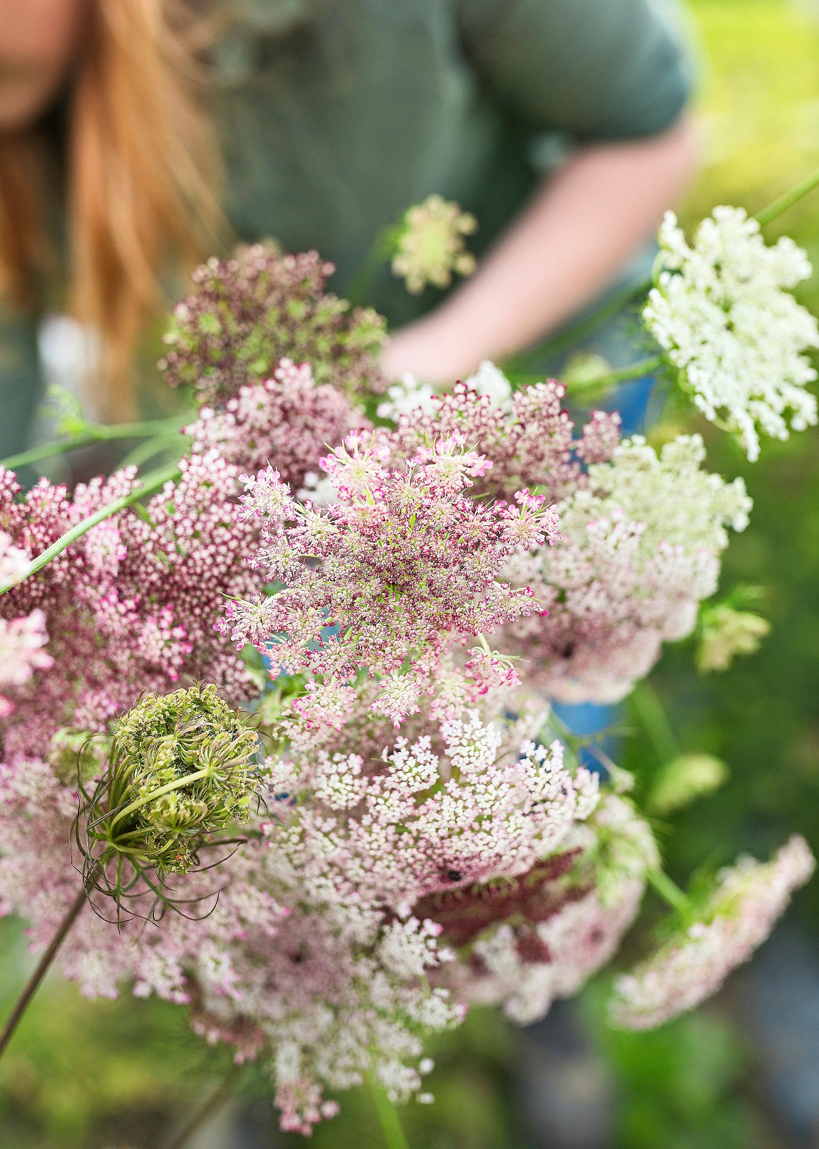 Syyskylvö – katso lajit sekä vinkit, joilla onnistut | Viherpiha