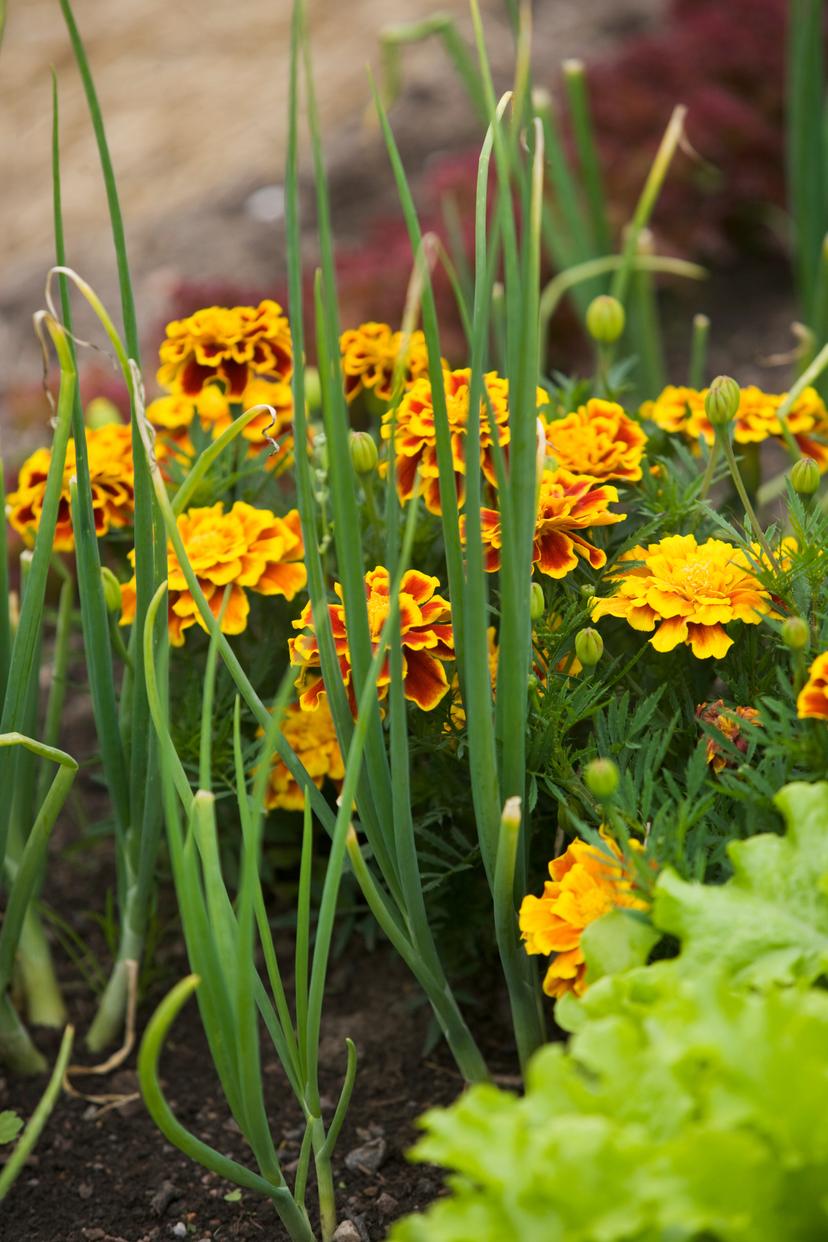 Viisaat kasvivalinnat | Viherpiha