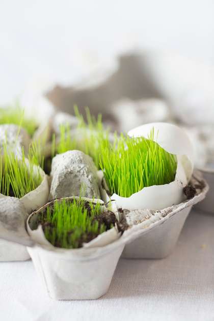 Rairuoho: kylvö, kasvatus ja hoito | Meillä kotona