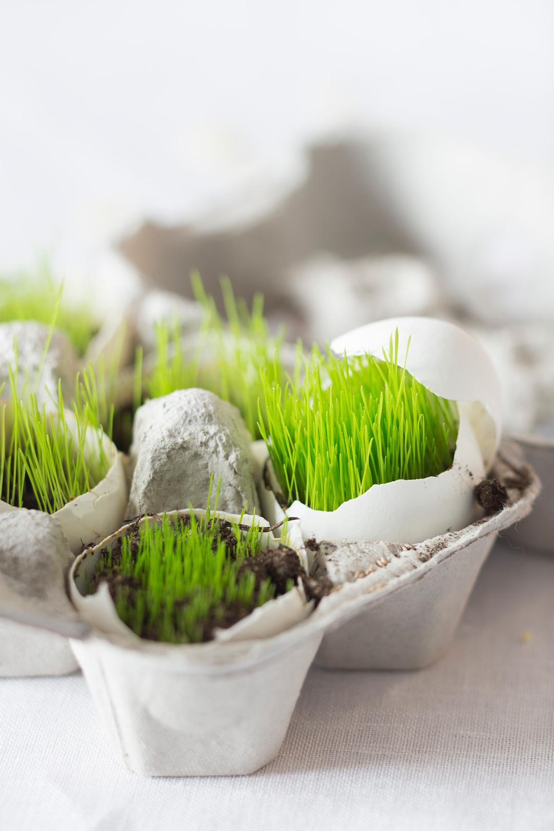 Rairuoho: kylvö, kasvatus ja hoito | Meillä kotona