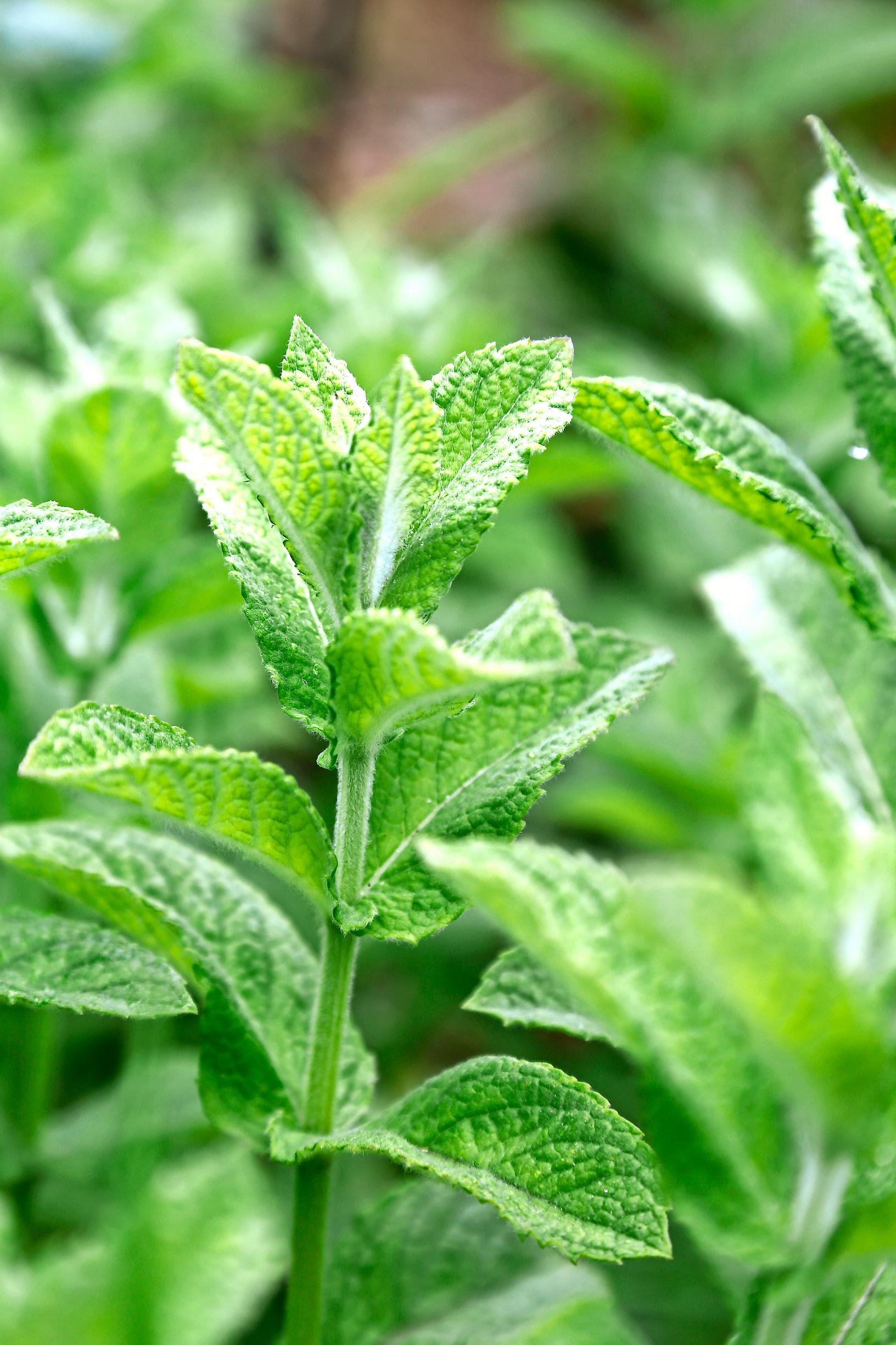 Minttu: kasvatus, hoito ja lisäys | Meillä kotona