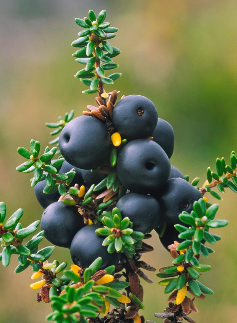 Variksenmarja – maukas herkku ja hyvä peittokasvi | Viherpiha