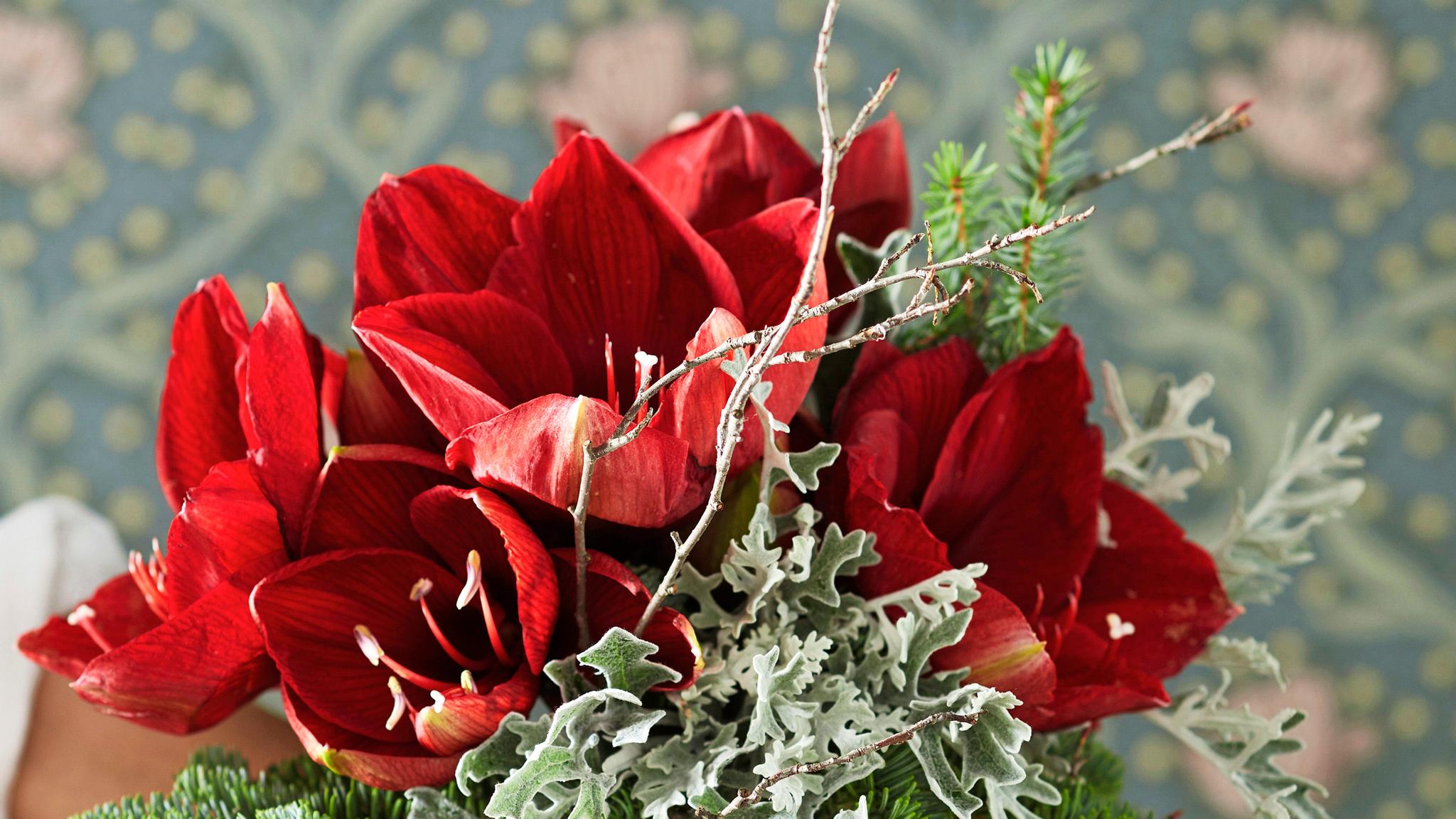 Joulukukkien hoito: näin saat ne kestämään | Meillä kotona