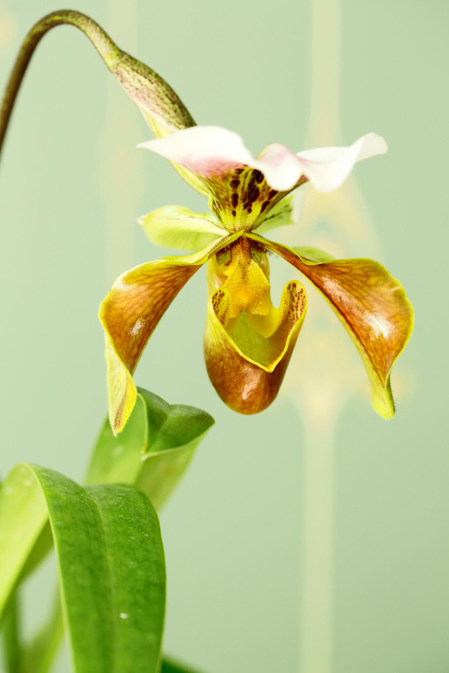 Helpot orkidealajit | Meillä kotona