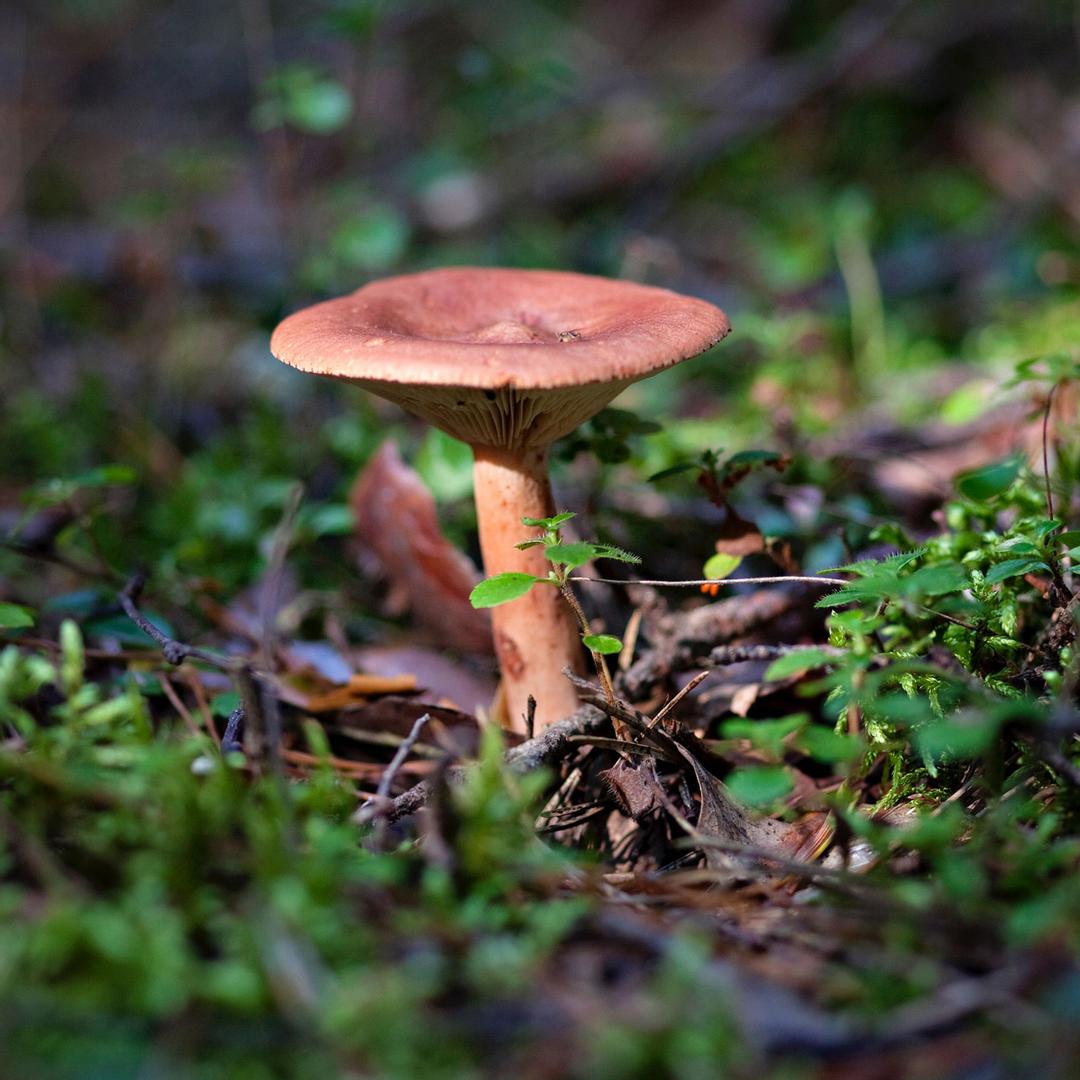 Pieni sieniopas: tunnista nämä herkulliset ruokasienet | Kotona