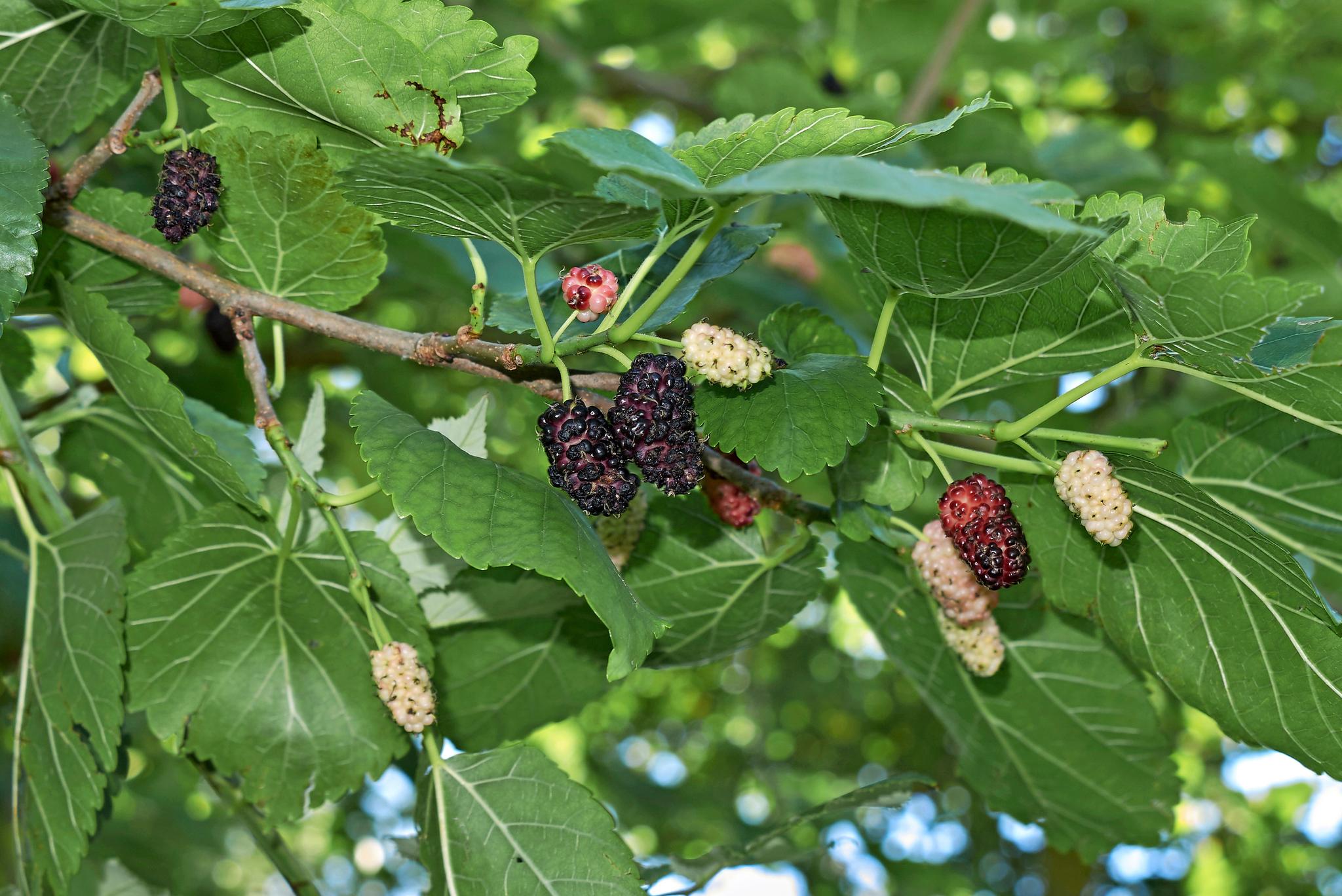 Uudet ideat: marjapensaat ja hedelmäpuut | Viherpiha