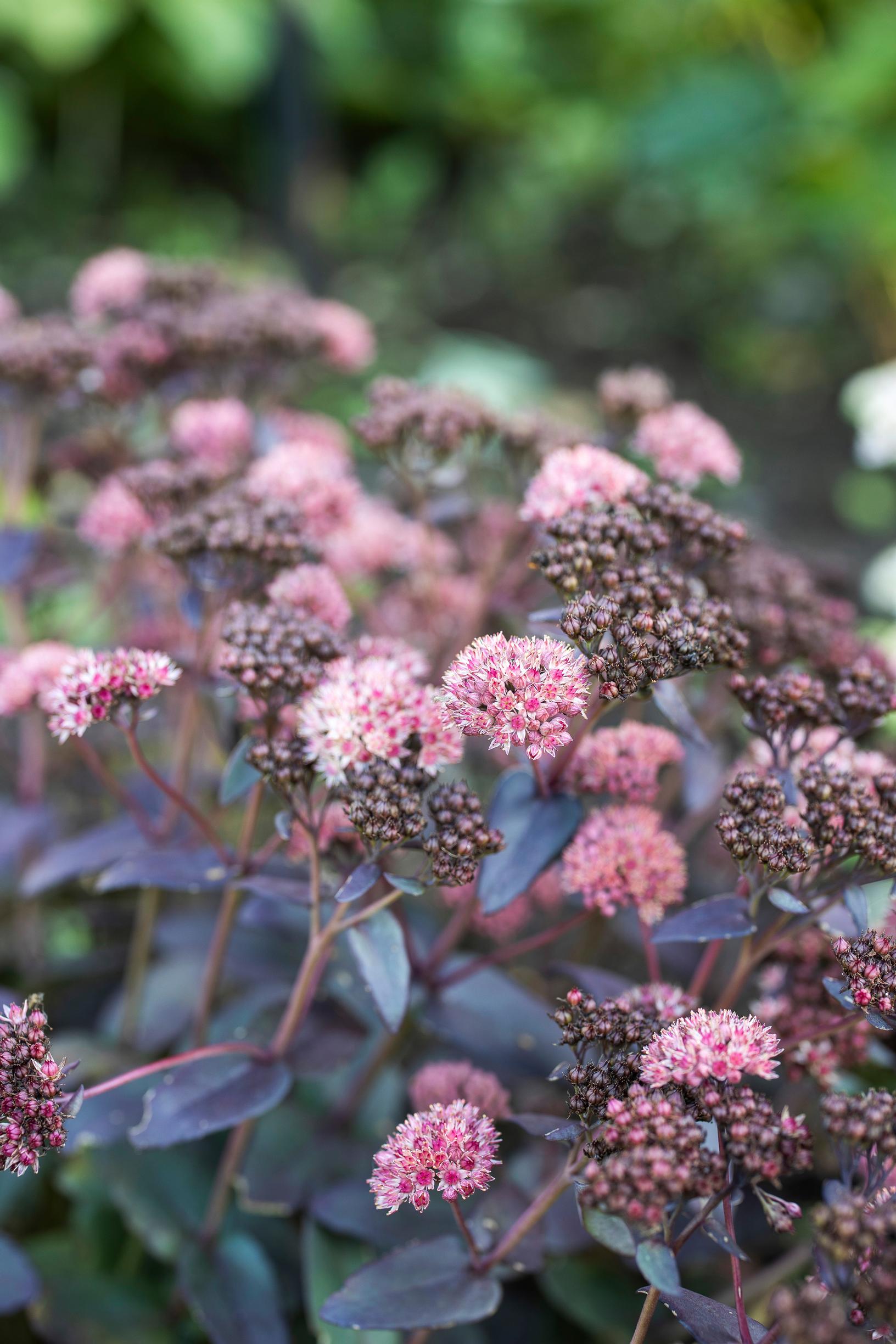 Maksaruoho – vinkit kasvatukseen ja lajikkeisiin | Viherpiha