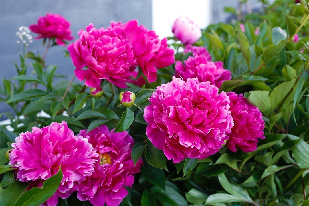 Kaunein pioni – äänestä suosikkiasi 10 kaunottaresta | Kotona