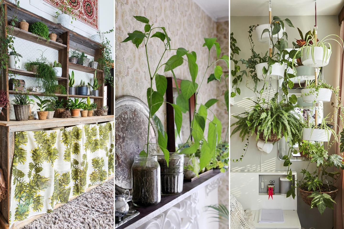 10 tapaa käyttää viherkasveja sisustuksessa | Meillä kotona