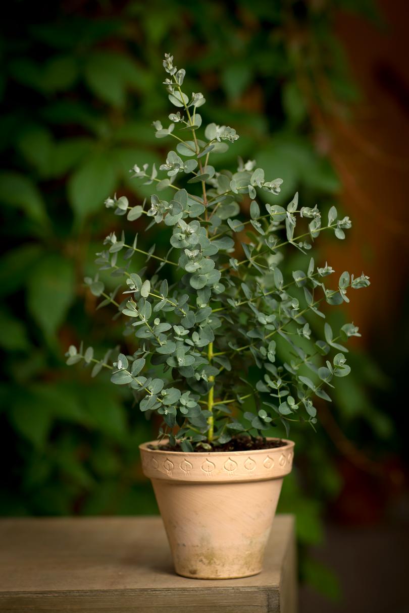 Eukalyptuksen hoito | Meillä kotona