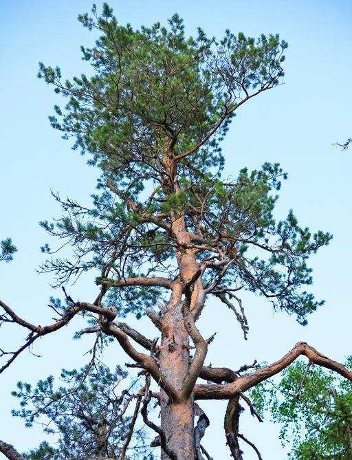 Vaahtera: lajin valinta, istutus ja kasvatus | Meillä kotona