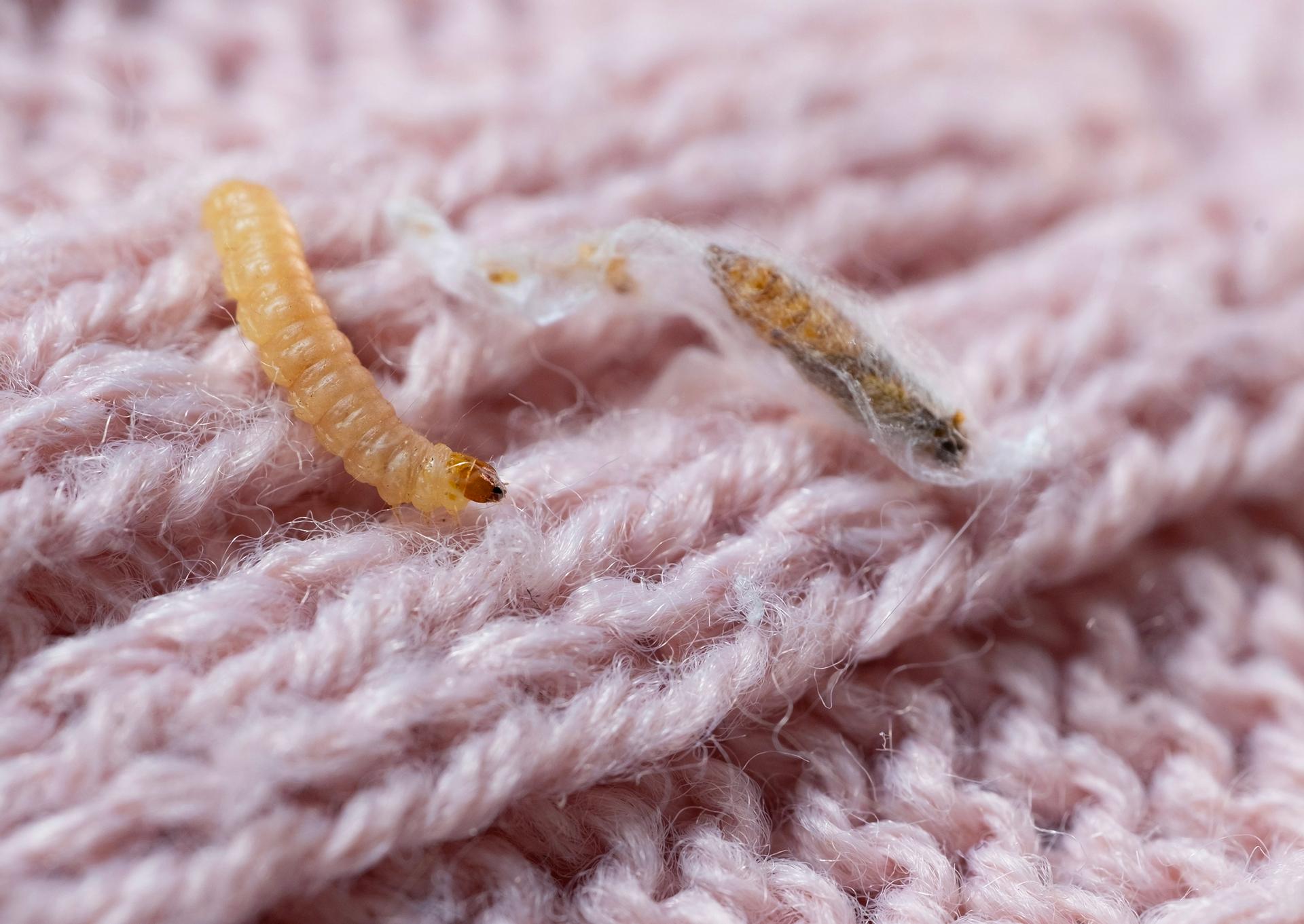 Vaatekoi: tunnistus ja torjunta | Kotona