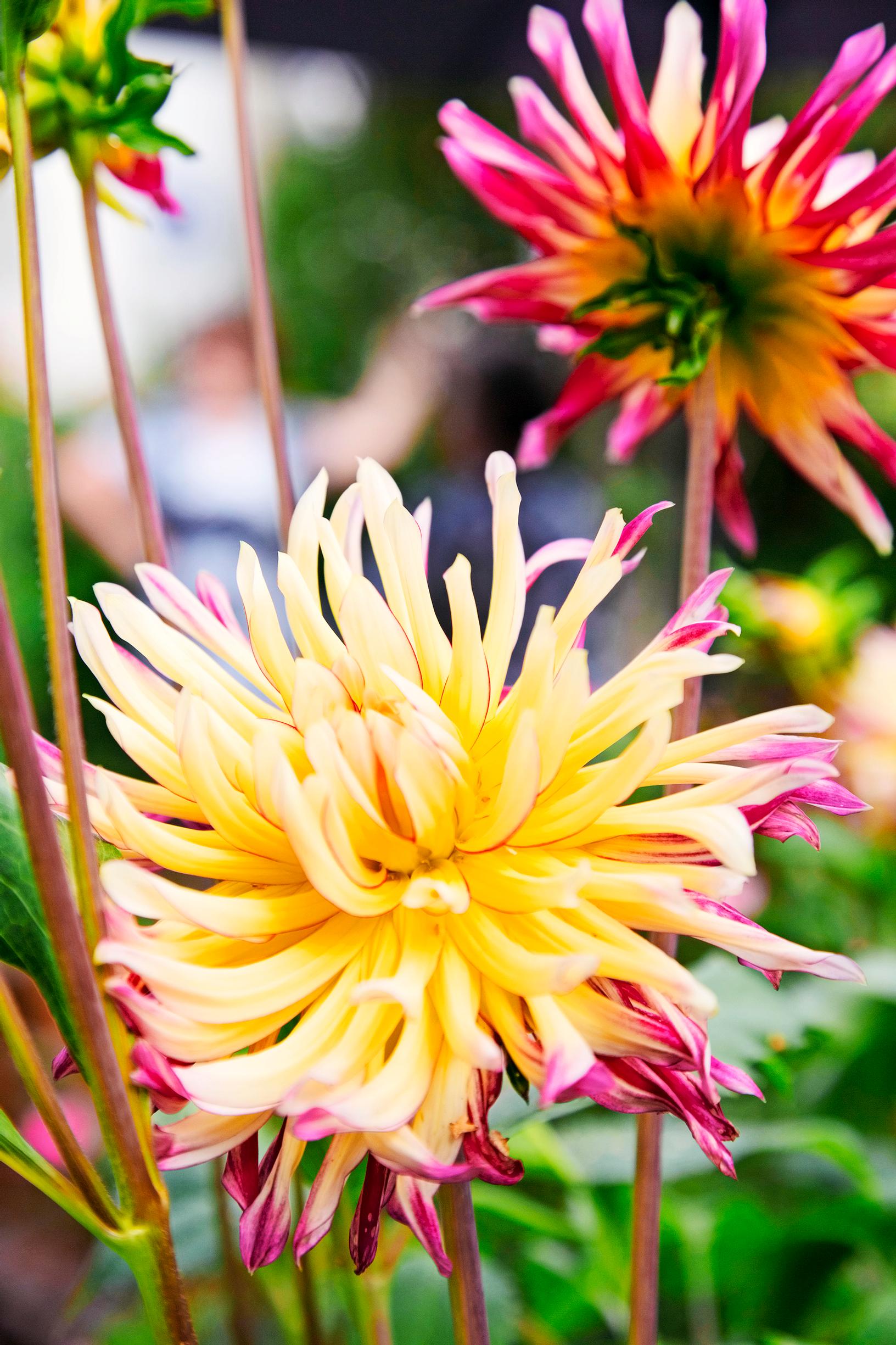 Daalian istutus, hoito ja kasvatus – katso vinkit! | Viherpiha