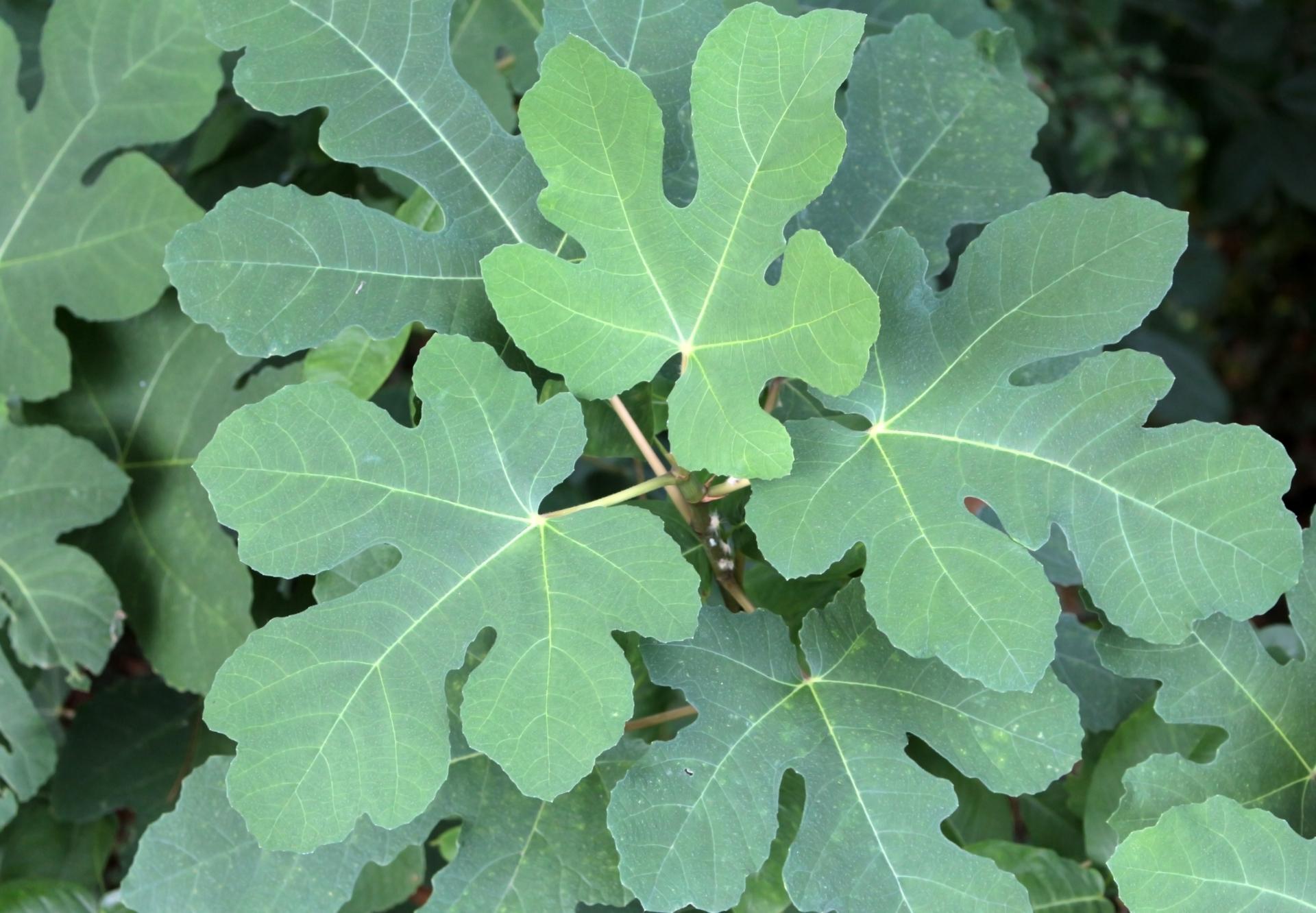 Fiikus: kasvatus ja hoito | Kotona