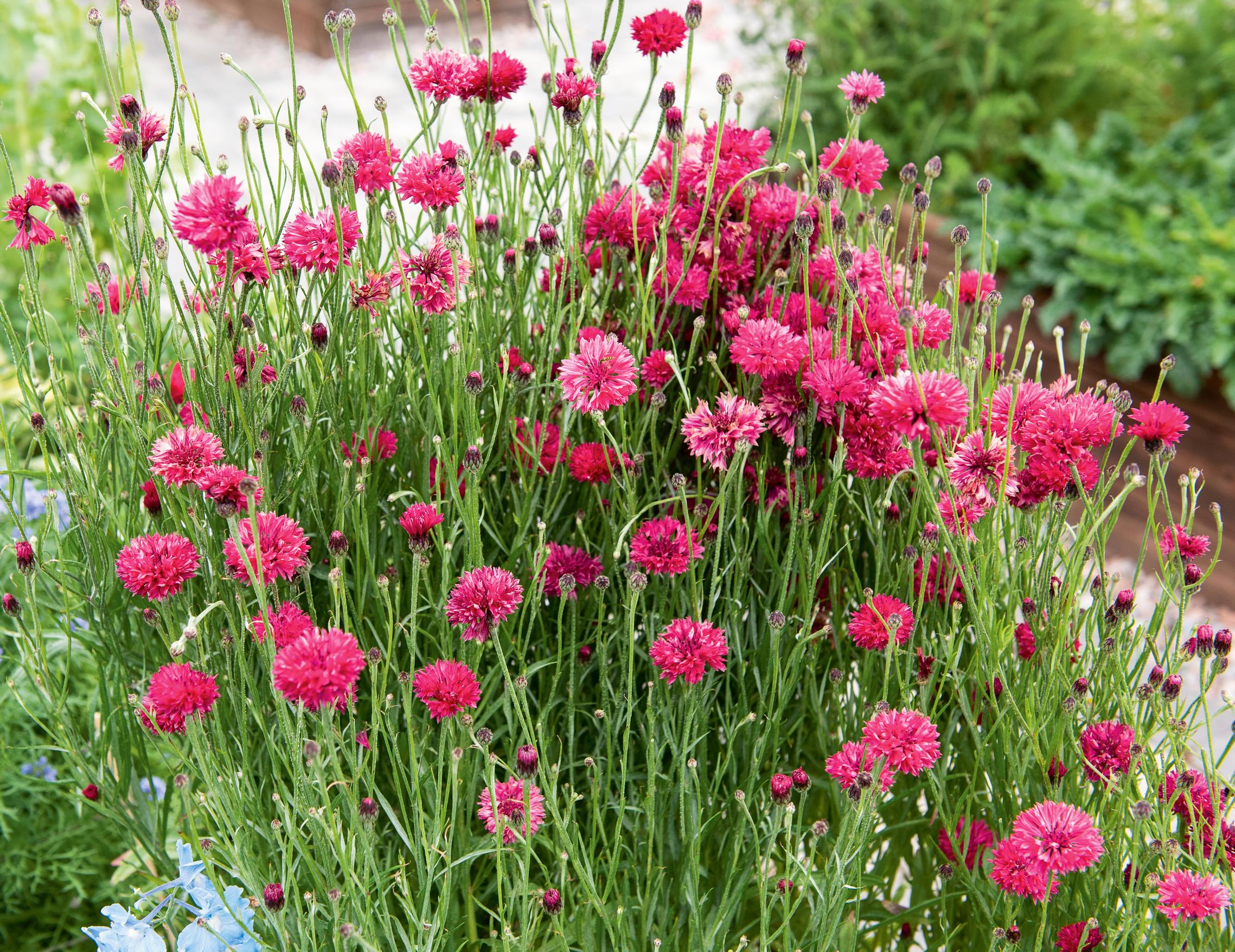 Uudet syötävät kukat – tiesitkö, että voit syödä näitä kukkia? | Viherpiha