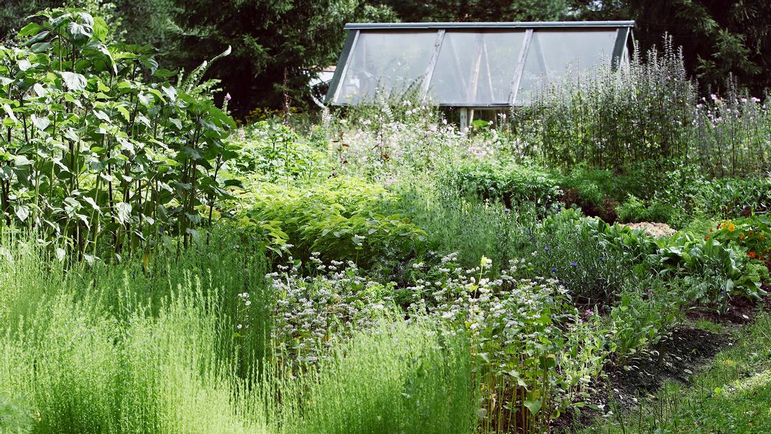 Kasvimaa – parhaat vinkit herkulliseen satoon | Kotona