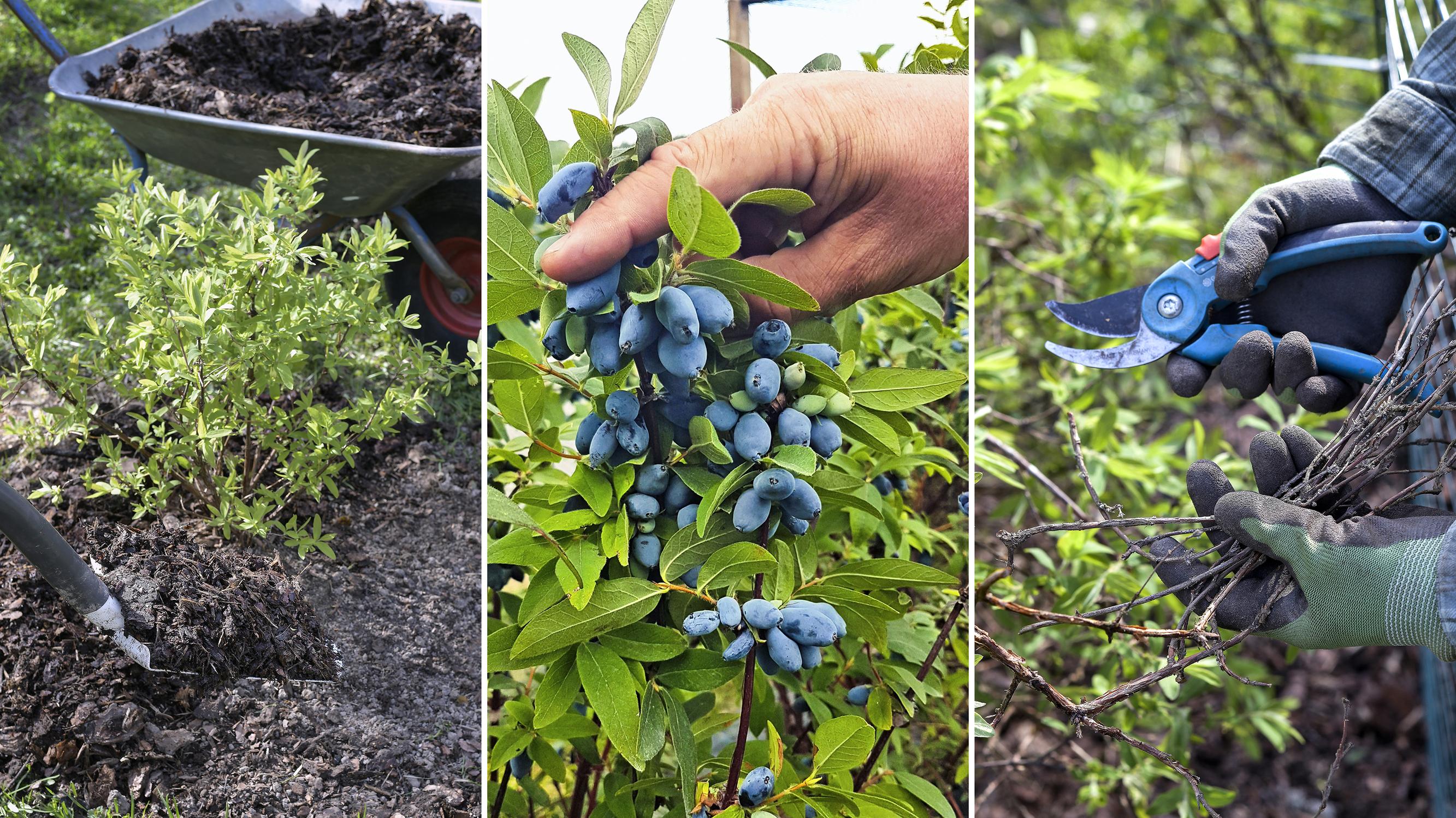 Hunajamarja eli makeasinikuusama – vinkit kasvatukseen | Viherpiha